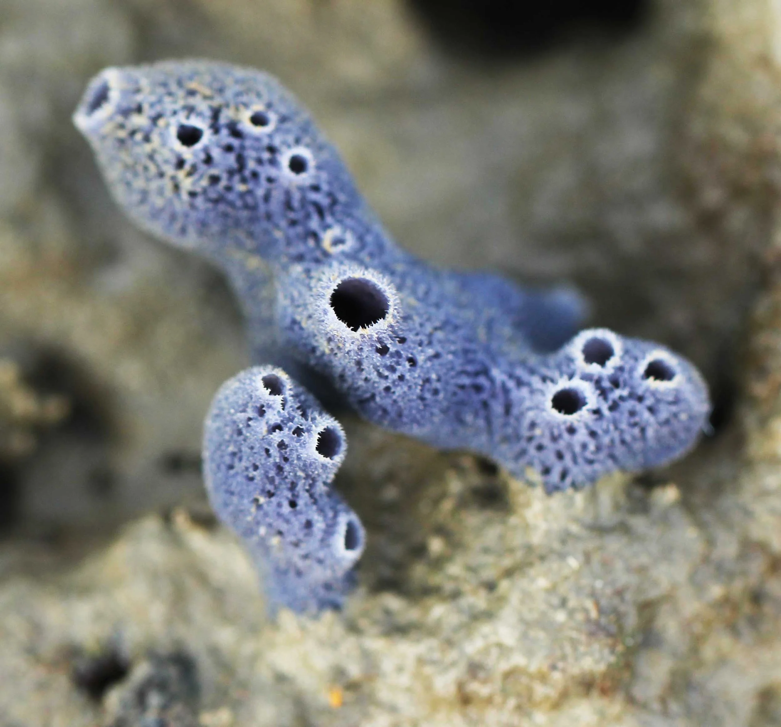 Phylum Porifera - Sponges — Coke Smith Wildlife