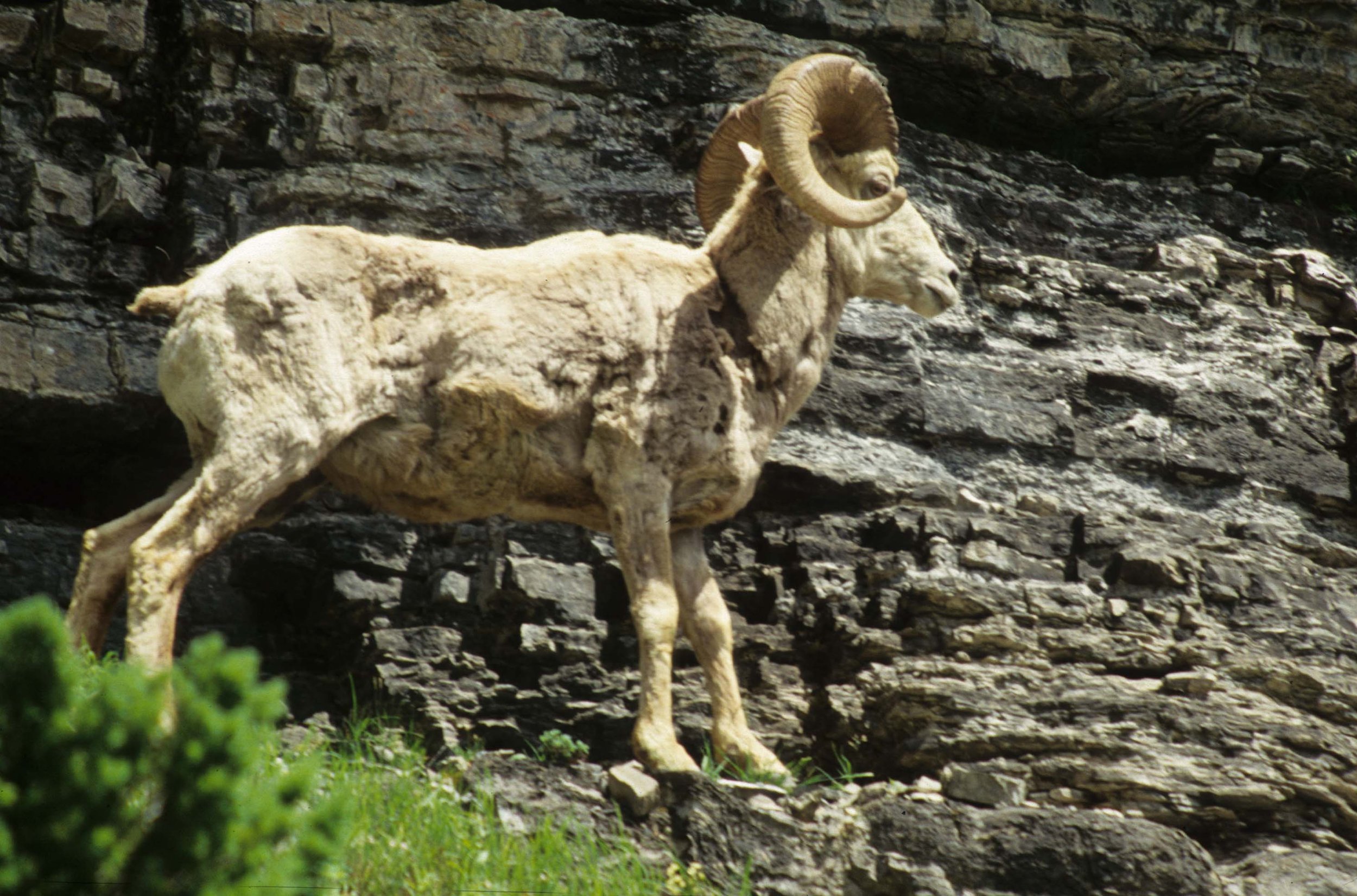 Genus Ovis Bighorn Sheep — Coke Smith Wildlife