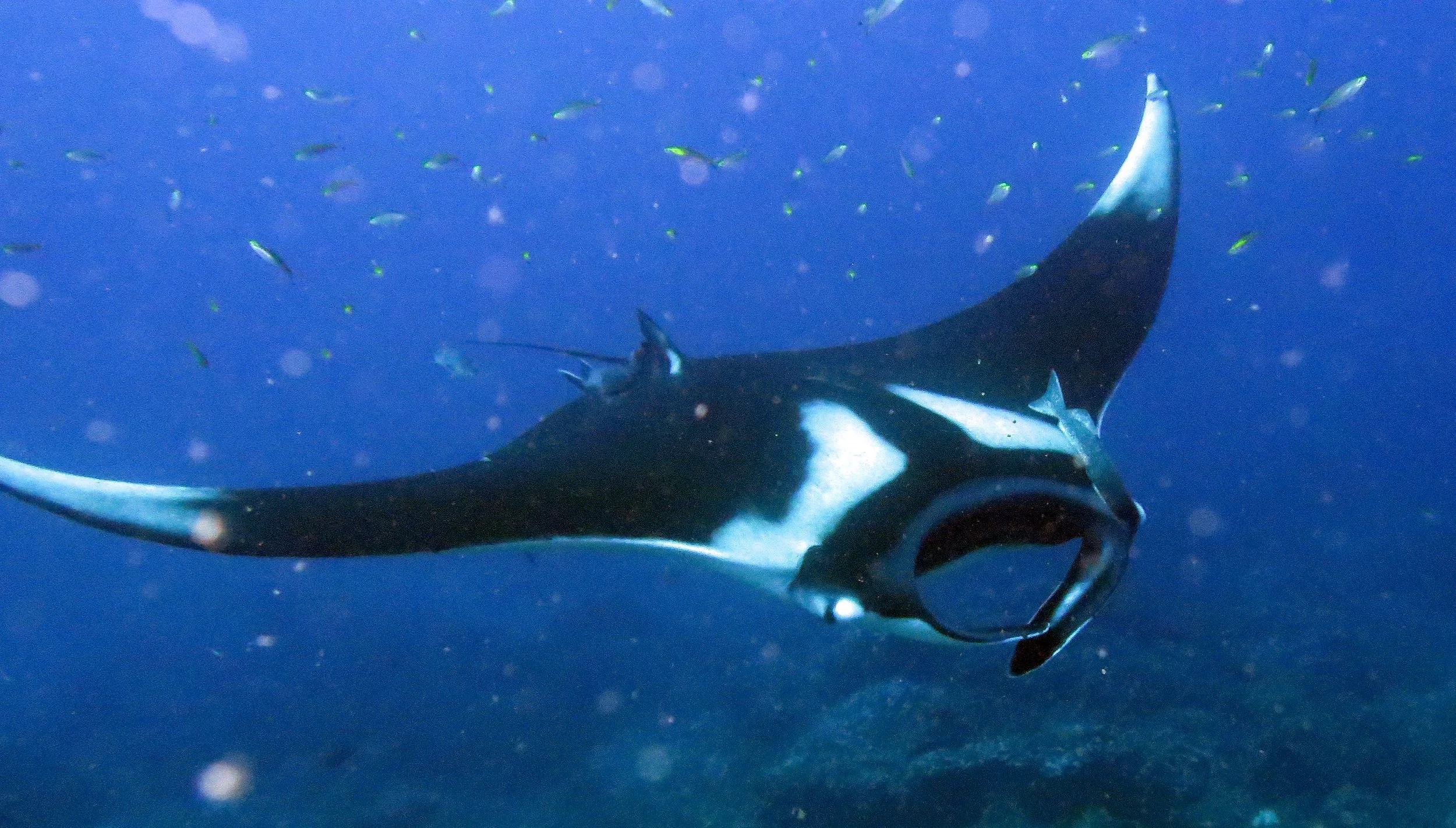 Class Chondrichthyes - Sharks & Rays — Coke Smith Wildlife