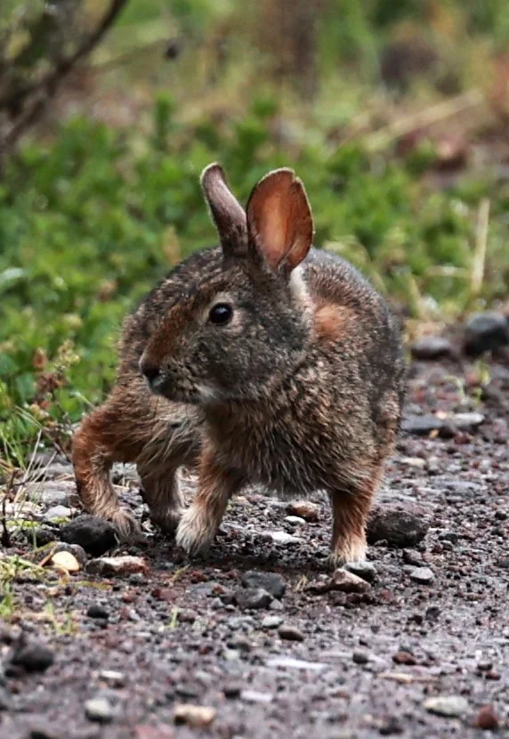 Genus Sylvilagus - Common & Andean Tapeti — Coke Smith Wildlife