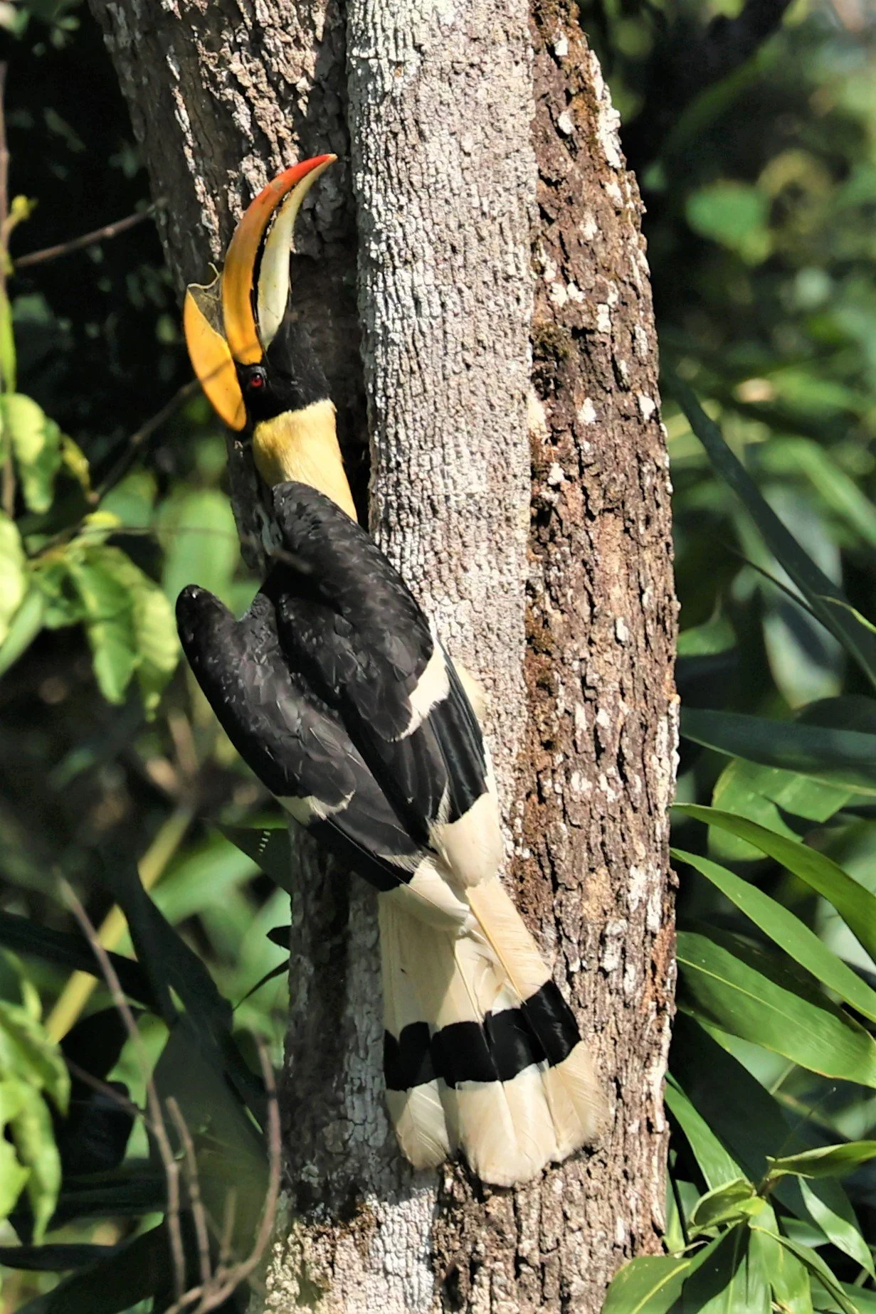 Great Hornbill (Buceros bicornis) — Coke Smith Wildlife