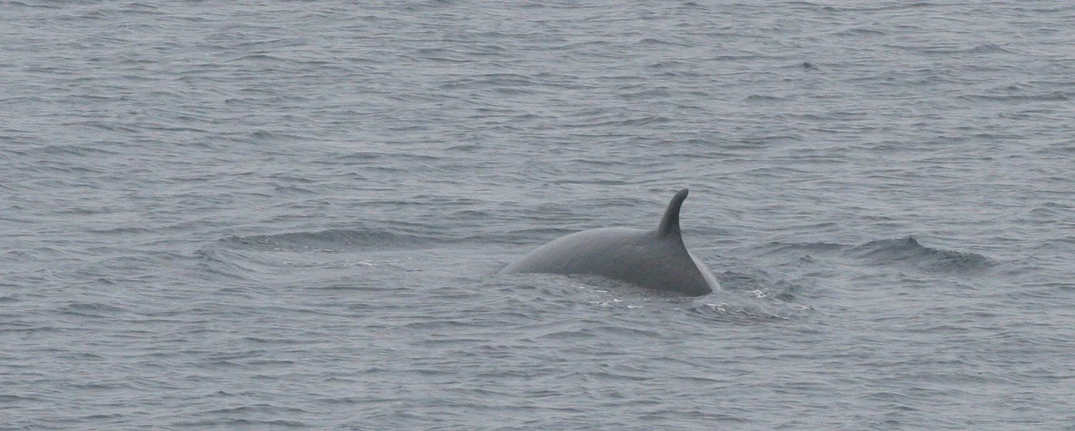 Balaenoptera acutorostrata Common Northern Minke Whale — Coke Smith ...