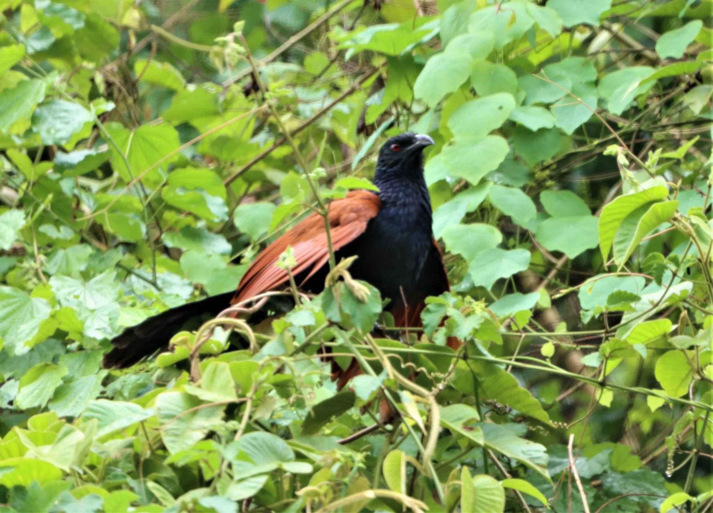 Genus Centropus Coucals — Coke Smith Wildlife