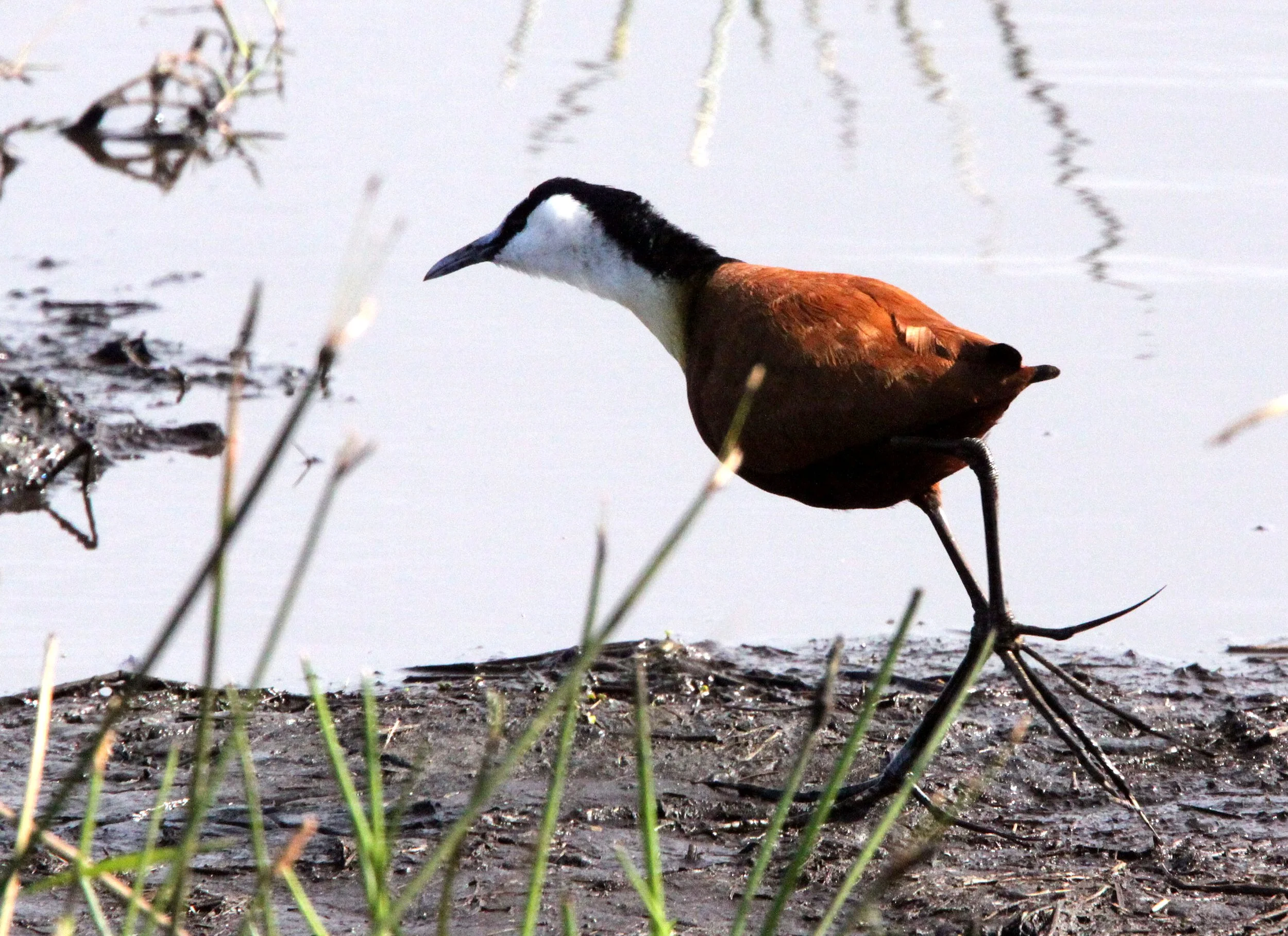 African Jacana (Actophilornis africanus) Southern Africa — Coke Smith ...