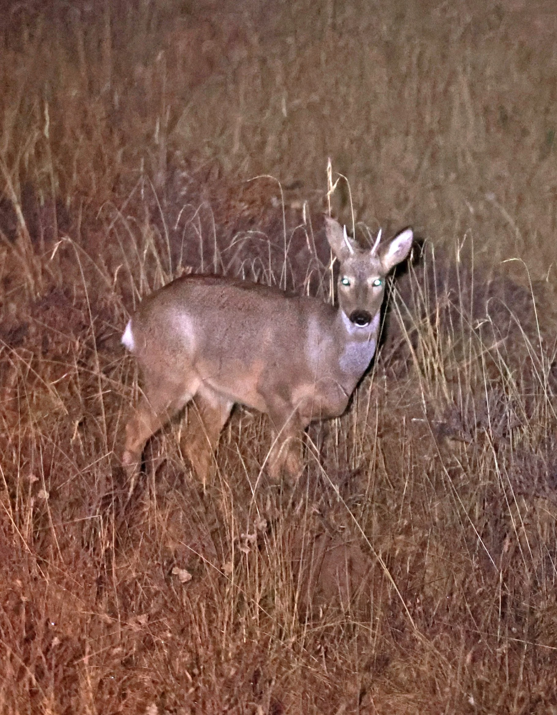 Tribe Capreolini the Roe & Water Deer — Coke Smith Wildlife