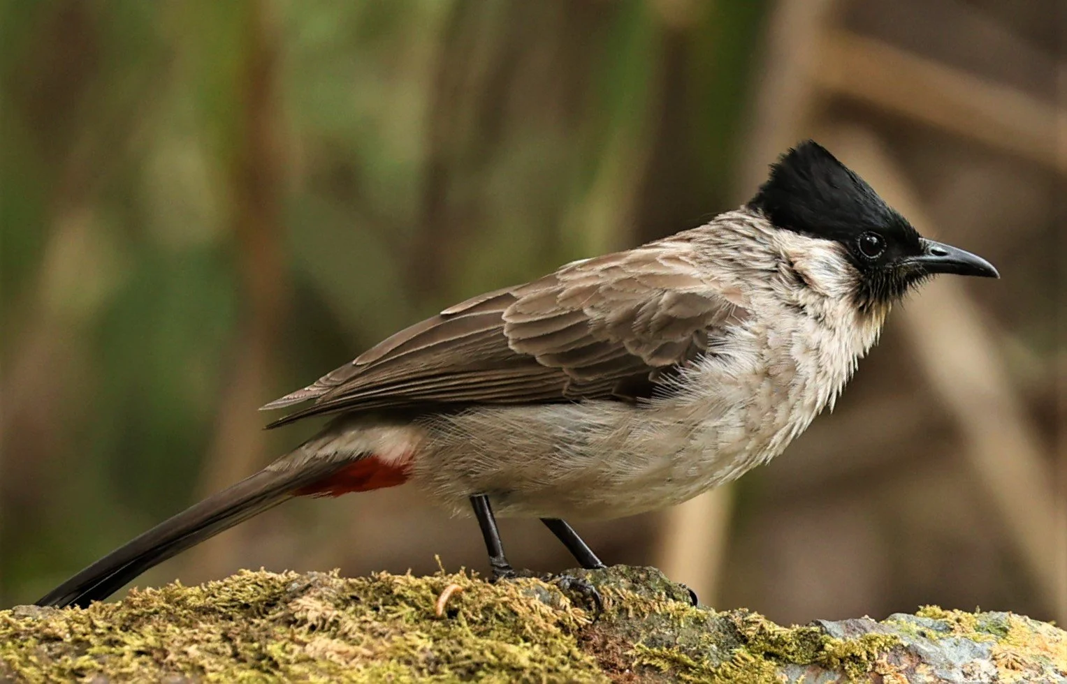 Sooty-headed Bulbul (Pycnonotus aurigaster) Thailand — Coke Smith Wildlife