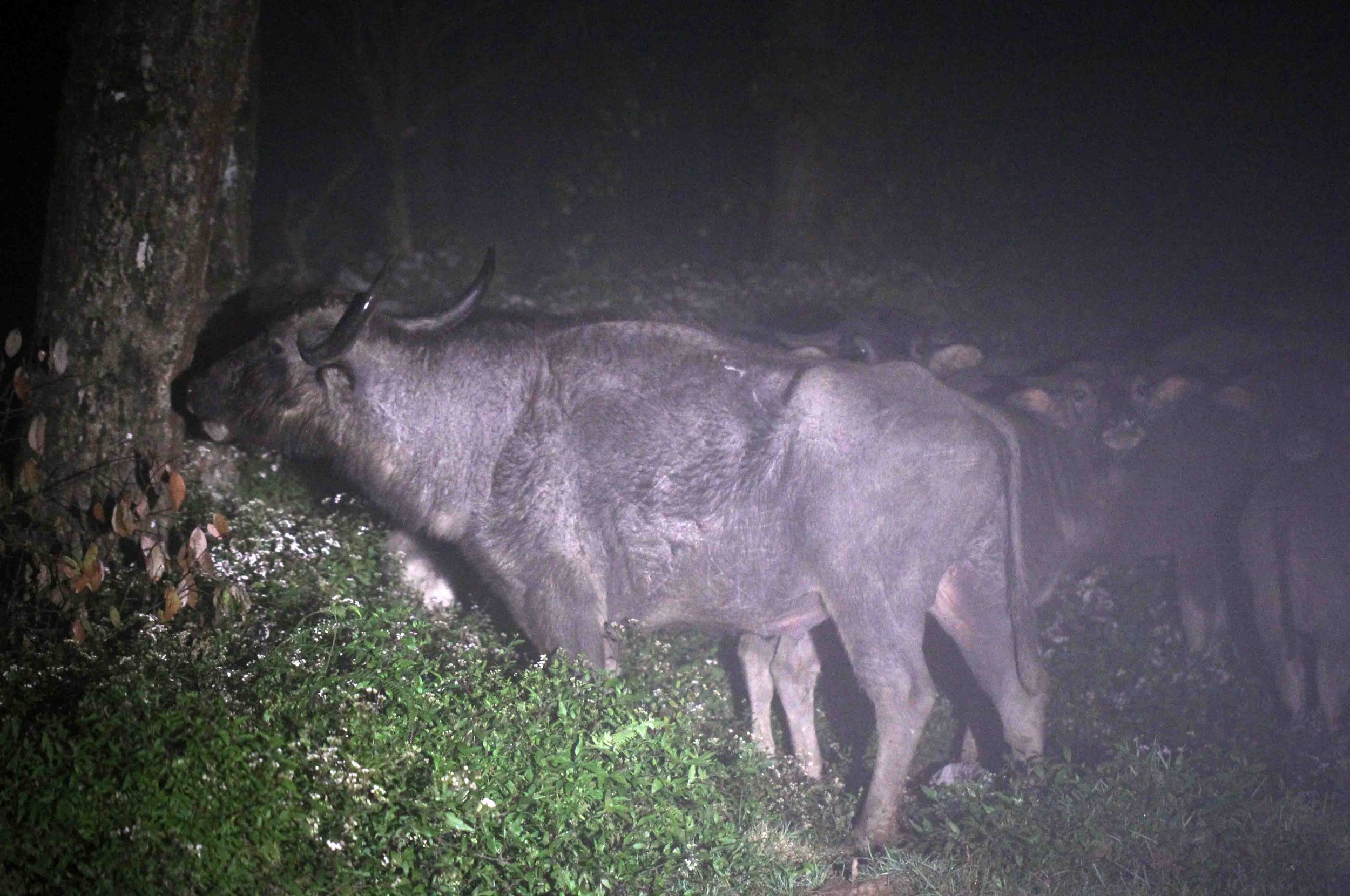 Genus Bubalus Water Buffalo — Coke Smith Wildlife