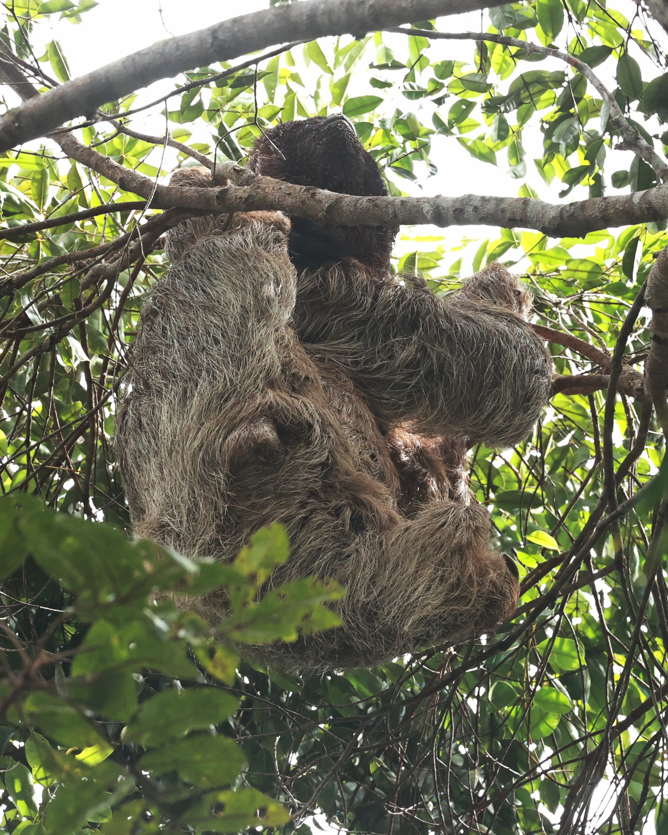 Northern & Southern Maned Sloths — Coke Smith Wildlife