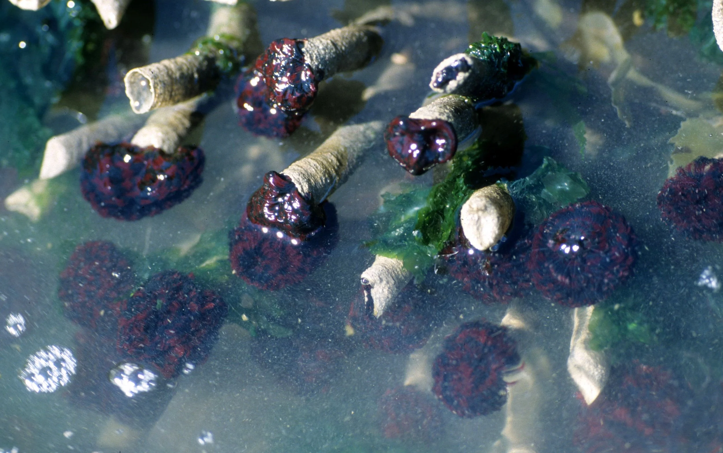 Phylum Annelida & Other Worms — Coke Smith Wildlife