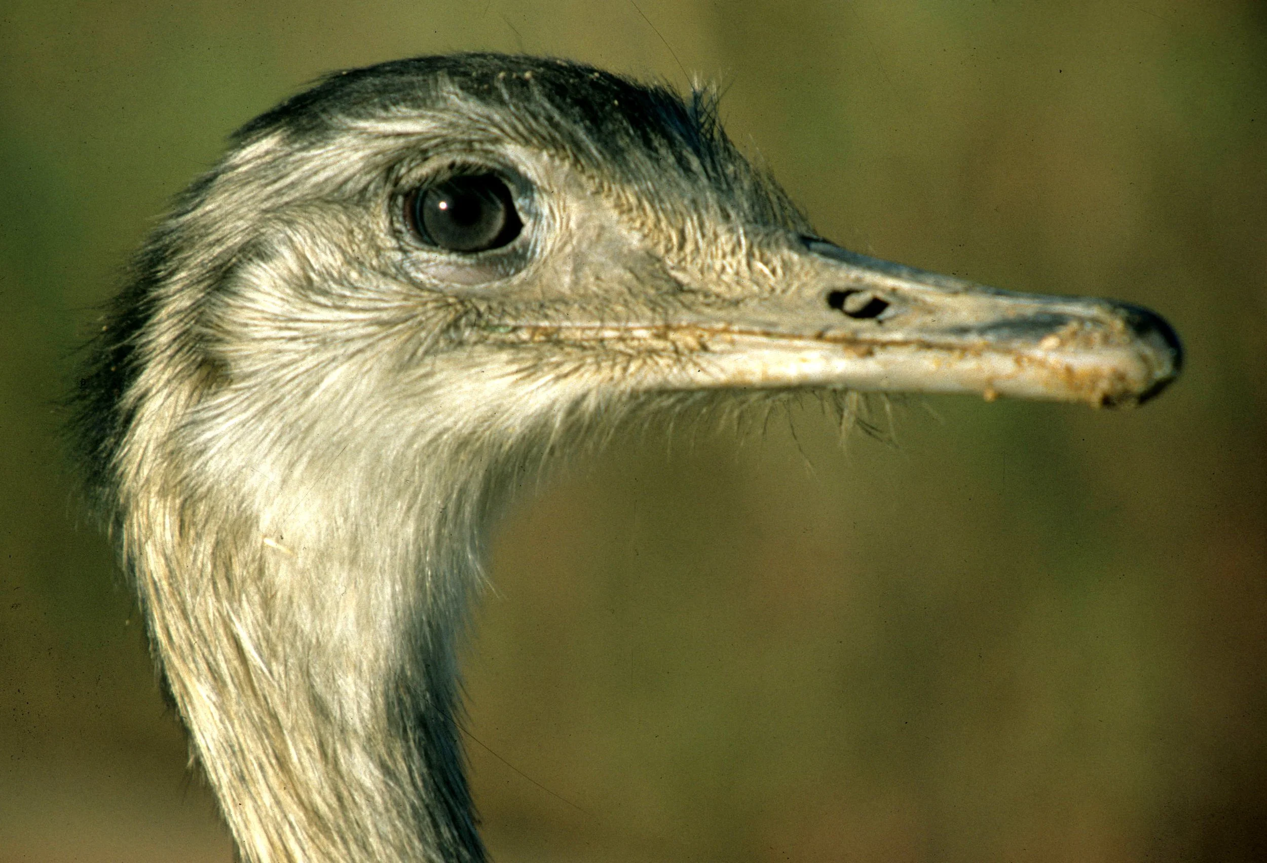 Greater Rhea (Rhea americana americana) Northern Pantanal — Coke Smith ...