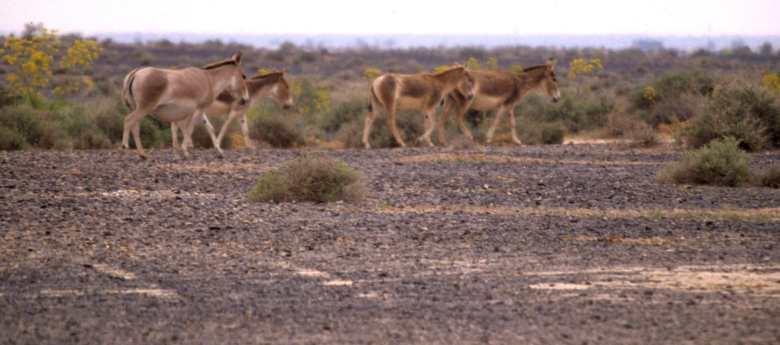 Equidae the Horses — Coke Smith Wildlife