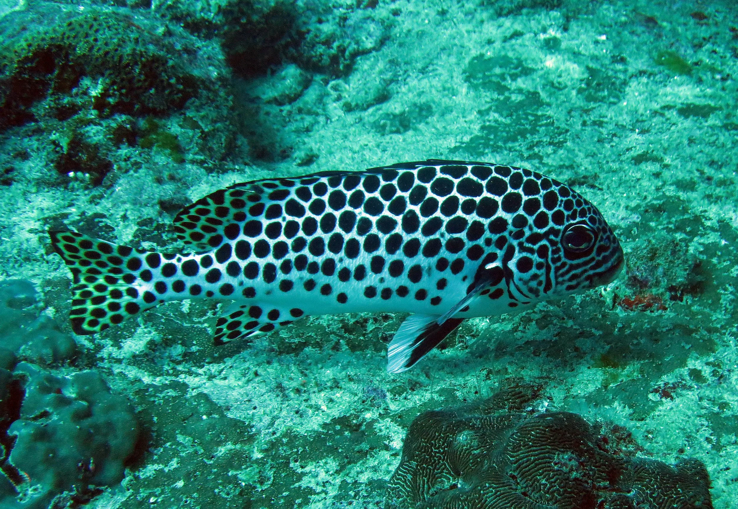Family Haemulidae - Sweetlips — Coke Smith Wildlife