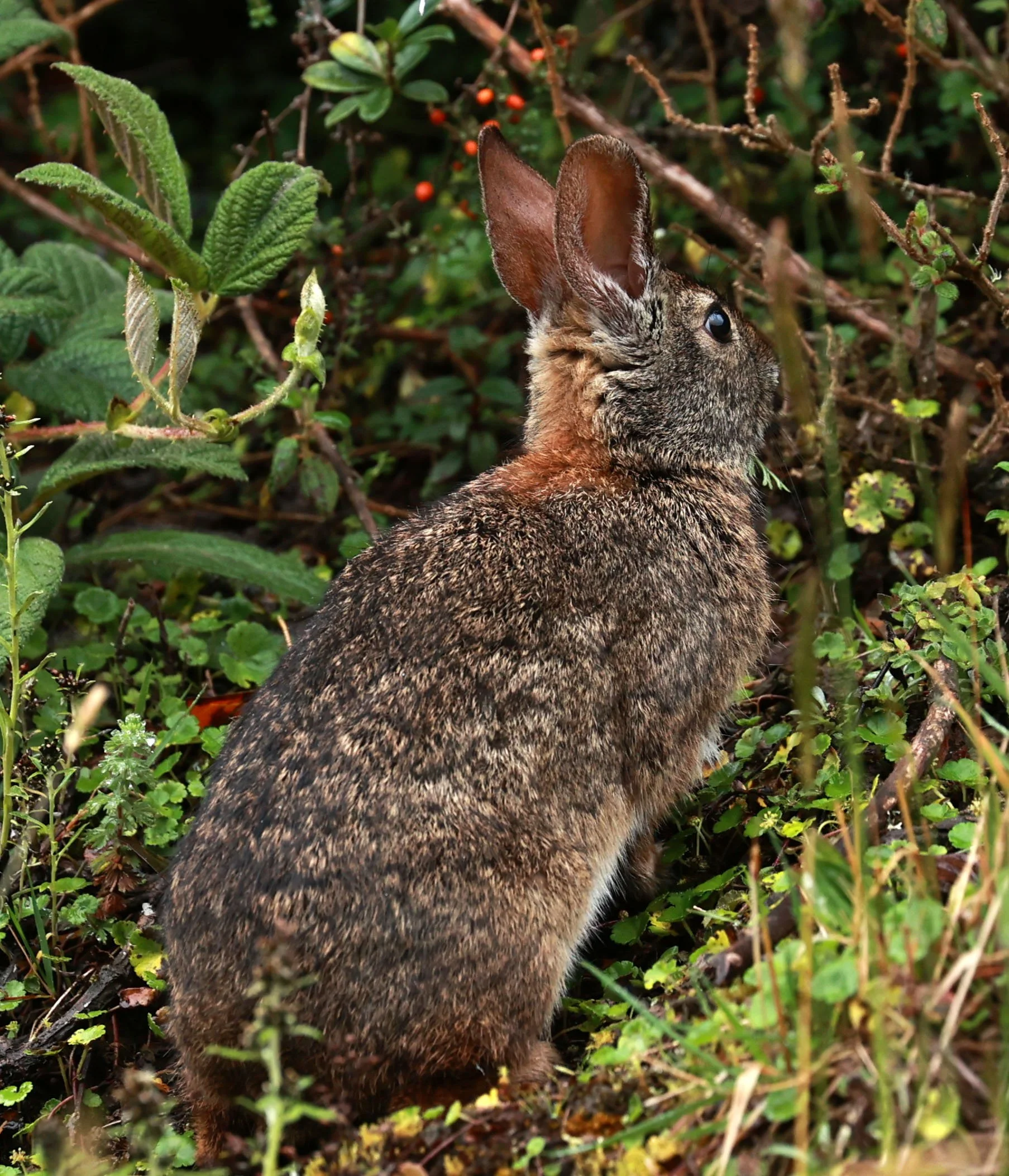 Genus Sylvilagus - Common & Andean Tapeti — Coke Smith Wildlife