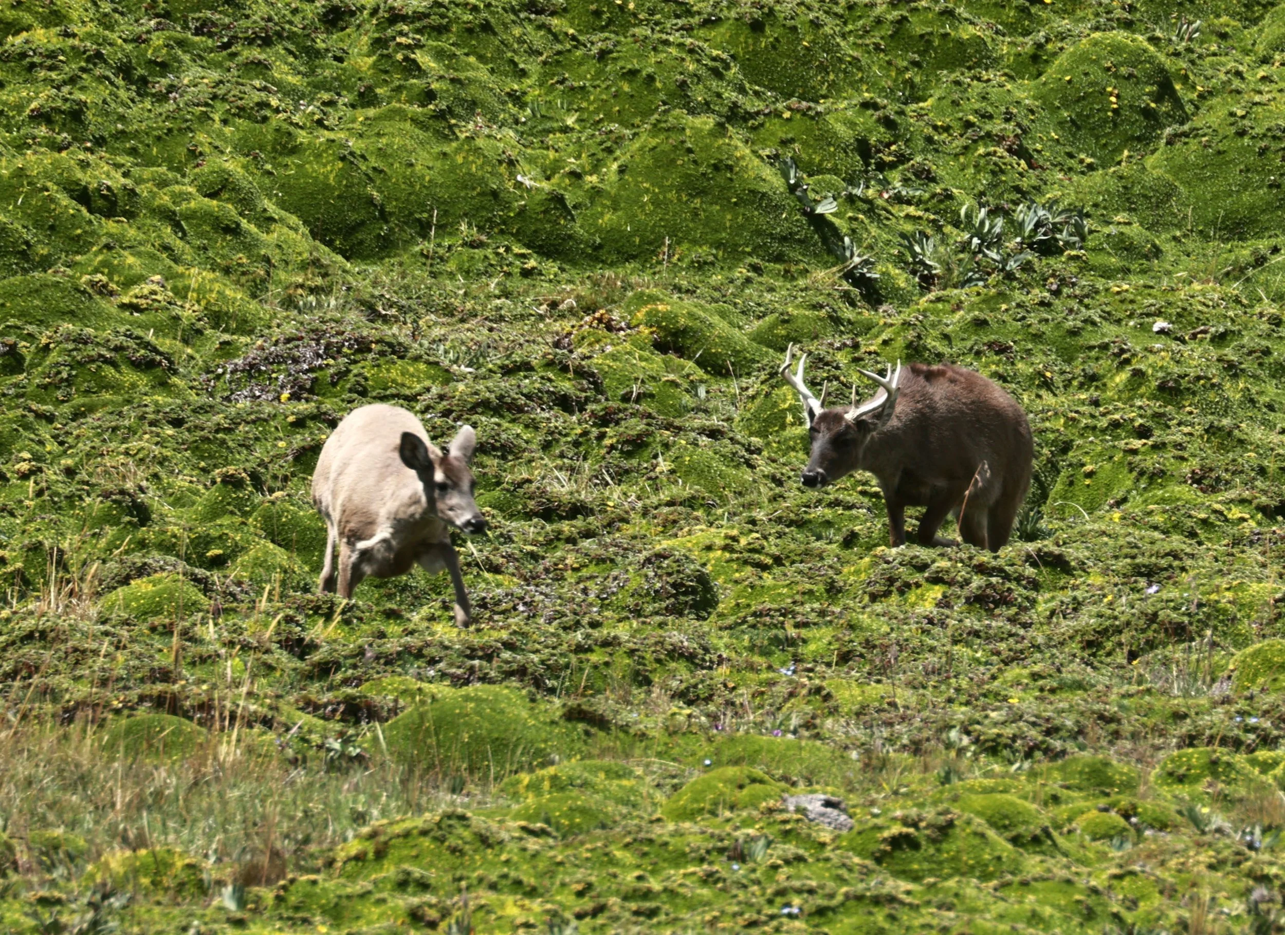 White-tailed Deer (Odocoileus virginianus) — Coke Smith Wildlife