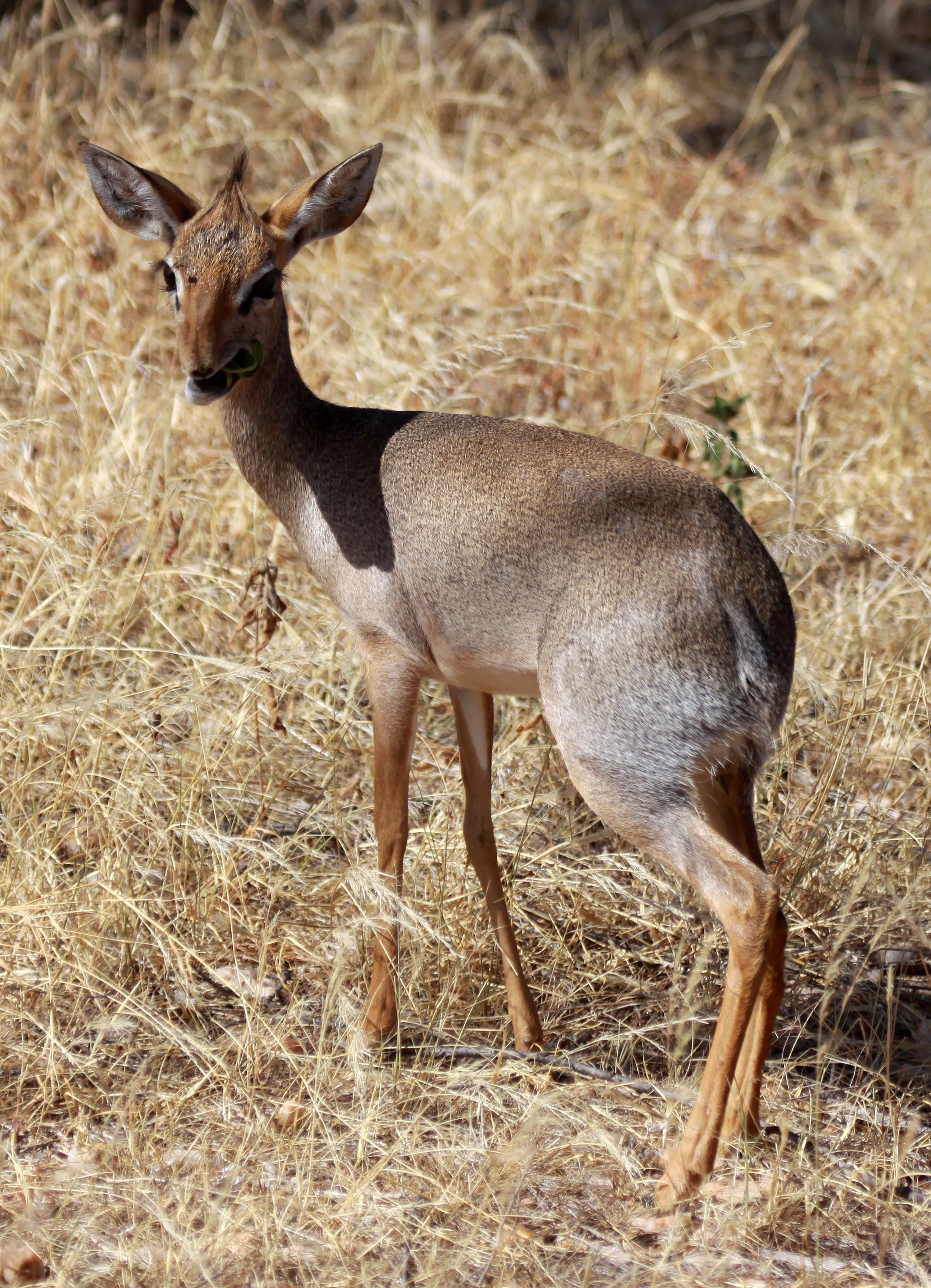Genus Madoqua Dik Diks — Coke Smith Wildlife