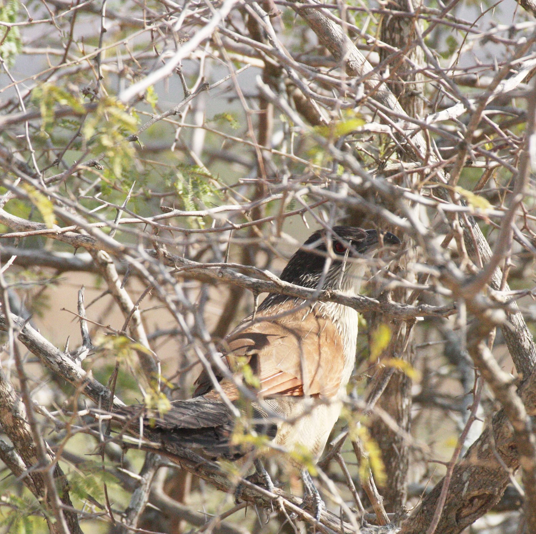 Genus Centropus Coucals — Coke Smith Wildlife