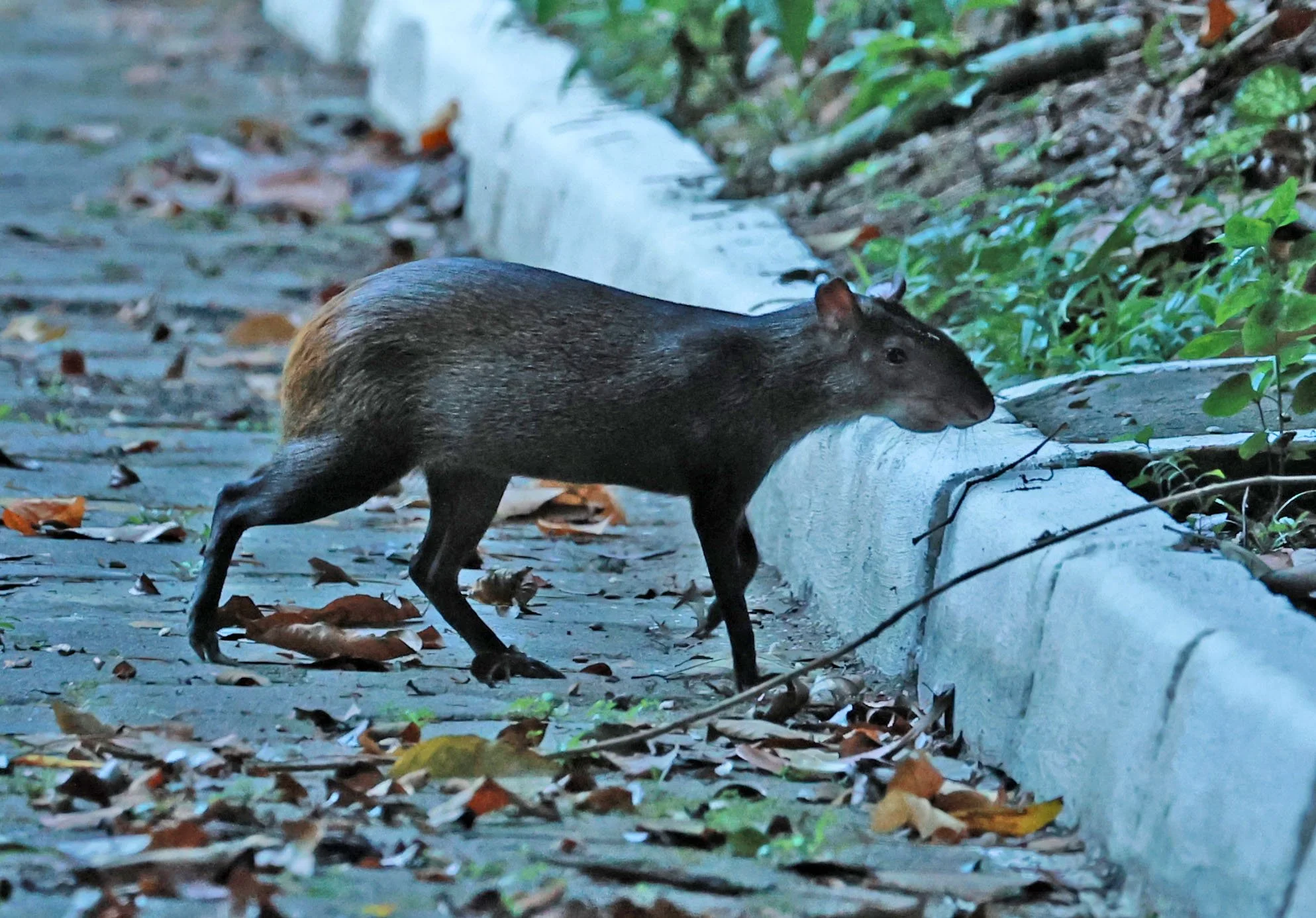 Red-rumped Agouti (Dasyprocta leporina) — Coke Smith Wildlife