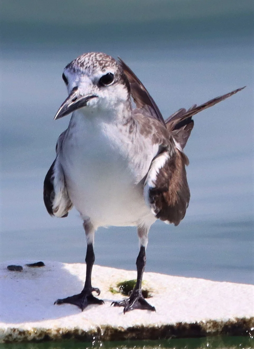 Bridled Tern (Onychoprion anaethetus) Thailand — Coke Smith Wildlife