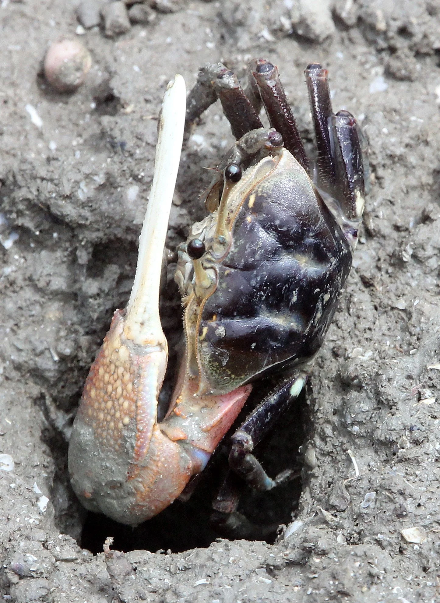 Subphylum Crustacea - Crabs, Shrimp, Barnacles — Coke Smith Wildlife