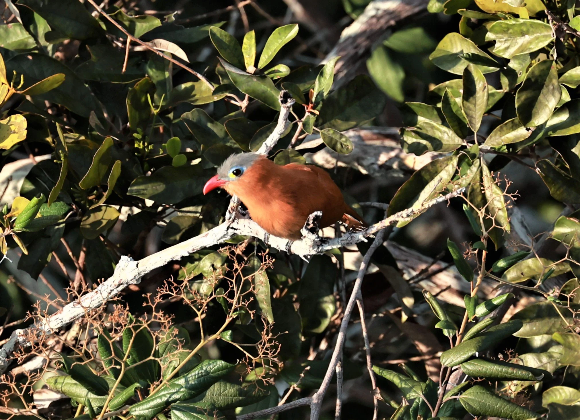 Birds of Manaus & Rio Ariau & Rio Negro, Brazil — Coke Smith Wildlife