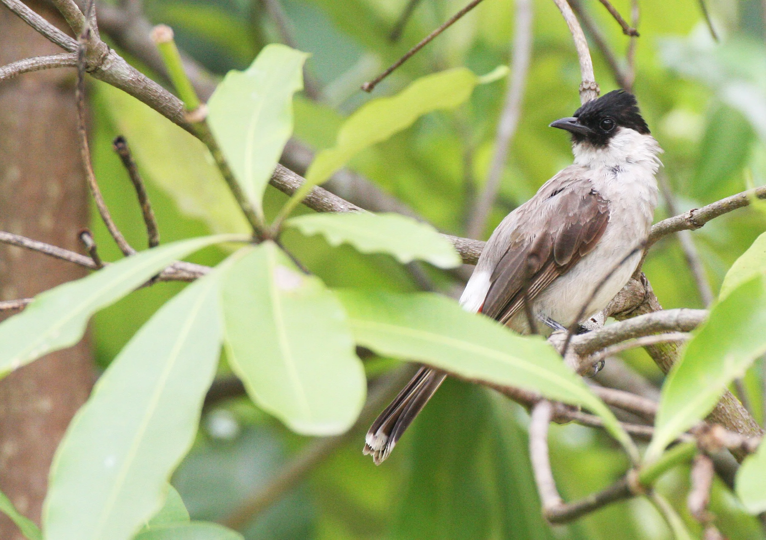 Sooty-headed Bulbul (Pycnonotus aurigaster) Thailand — Coke Smith Wildlife