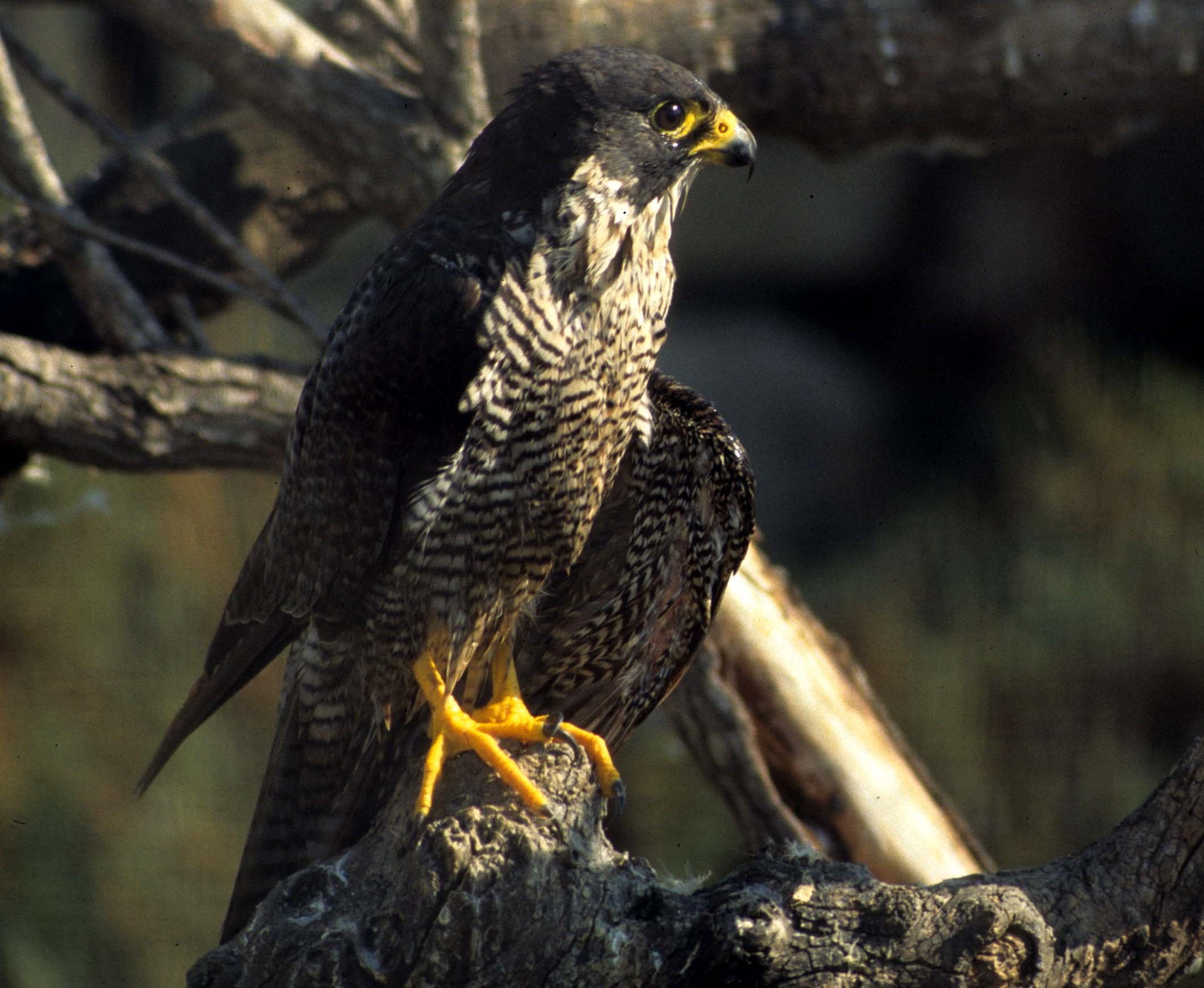 Hobby Hawk (Falco subbuteo) — Coke Smith Wildlife