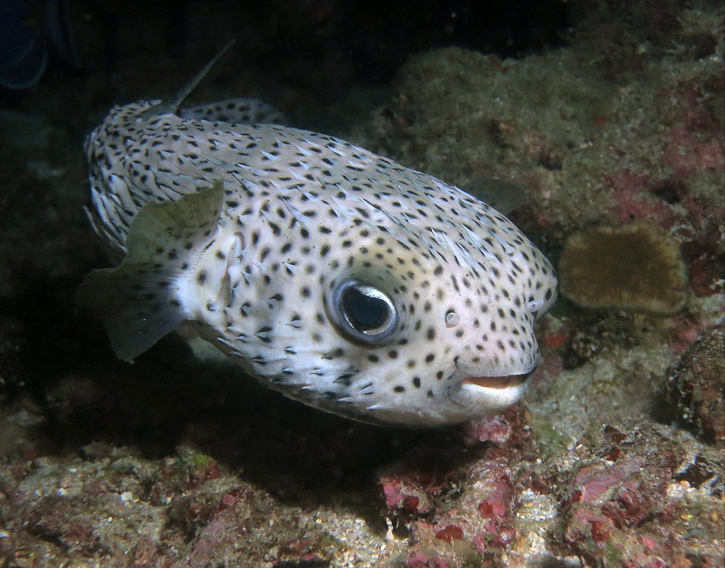 Family Diodontidae (Porcupinefish), Family Ostraciidae (Boxfish ...