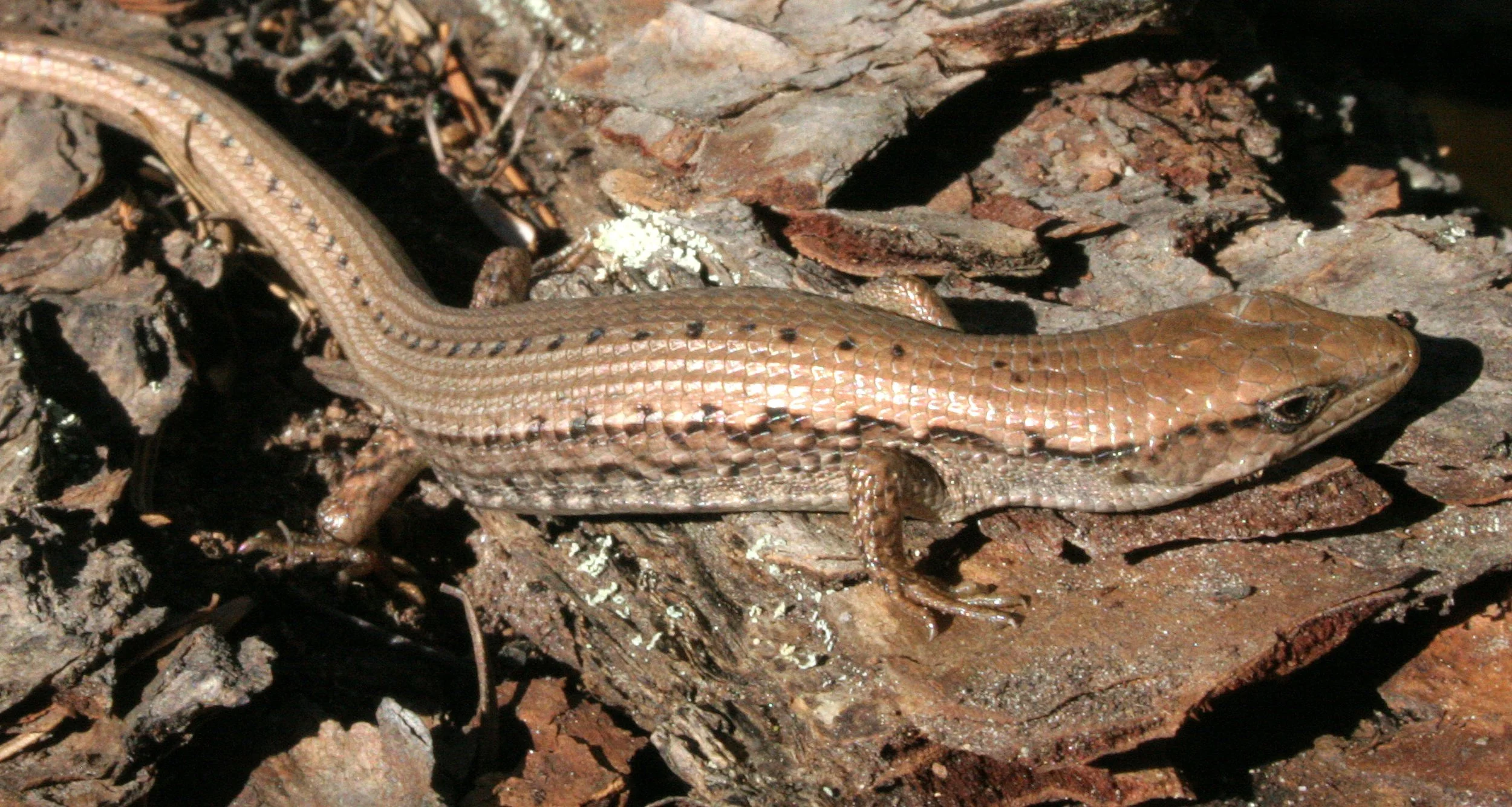 Family Anguidae - Alligator Lizards — Coke Smith Wildlife