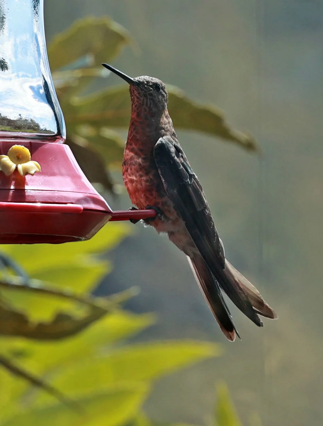 Giant Hummingbird (Patagona gigas) — Coke Smith Wildlife