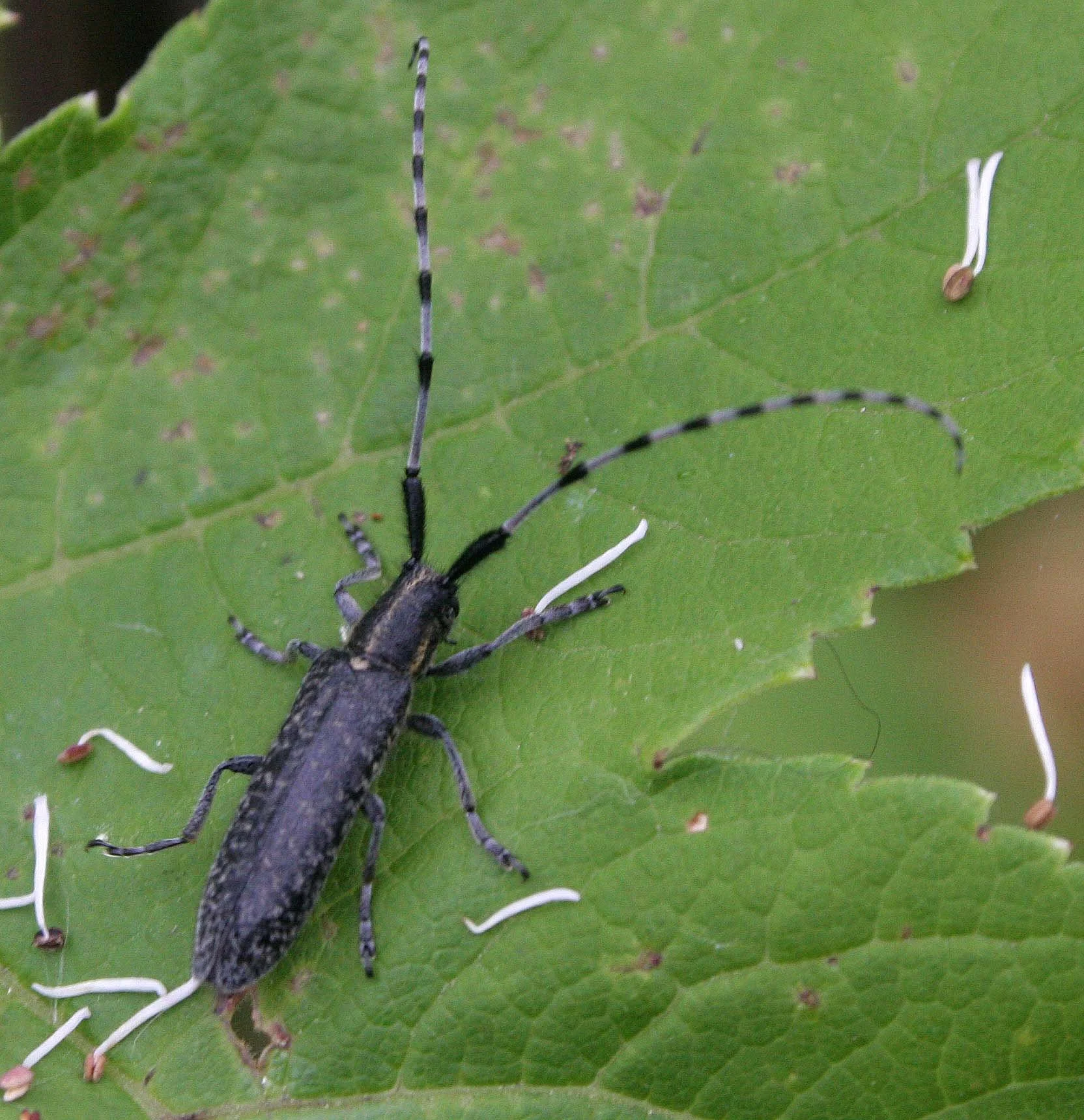 Family Cerambycidae - Longhorn Beetles — Coke Smith Wildlife