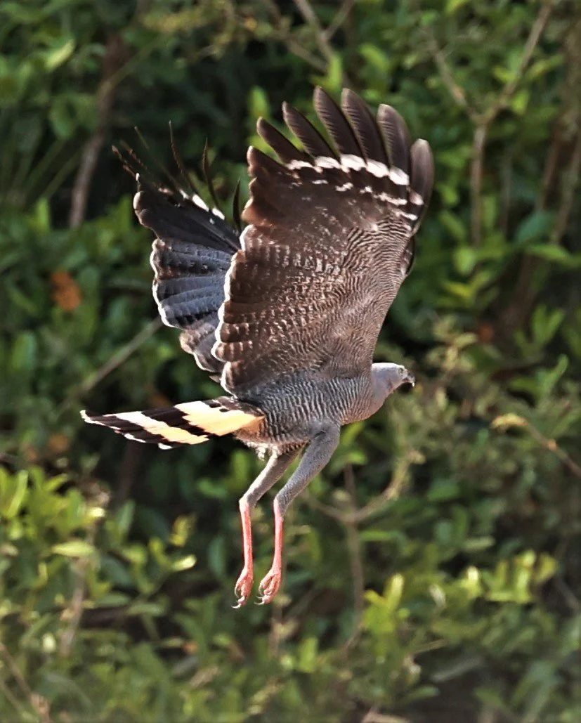 Crane Hawk (Geranospiza caerulescens) Porto Alegre Lodge, Pantanal ...