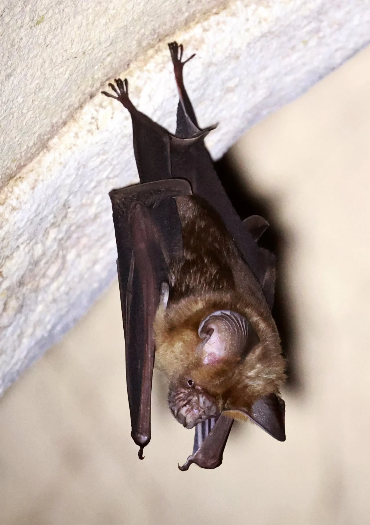 Large Asian Roundleaf Bat (Hipposideros lekaguli) — Coke Smith Wildlife