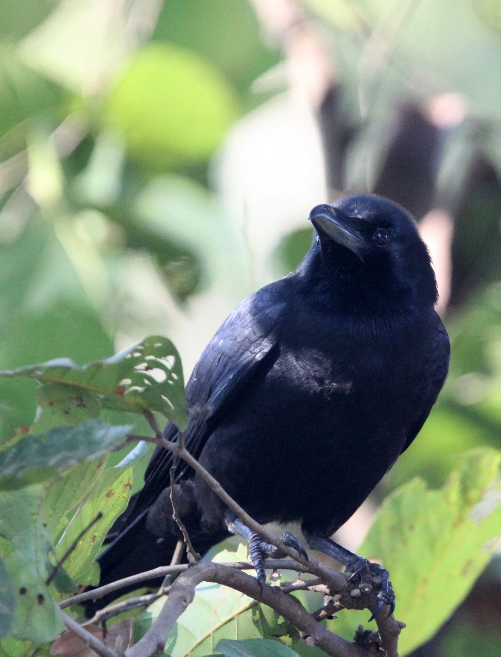 Large-billed Crow (Corvus macrorhynchos) Thailand, China, Japan — Coke ...