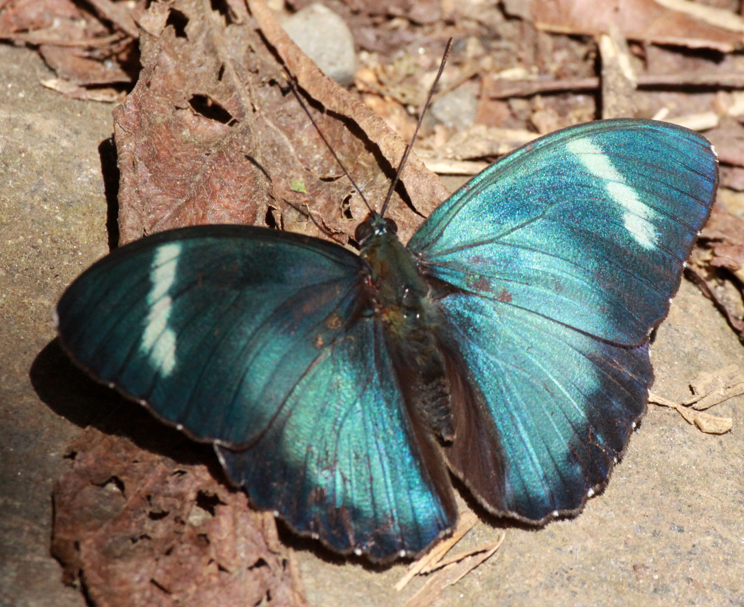 Family Nymphalidae - Brush-footed Butterflies — Coke Smith Wildlife