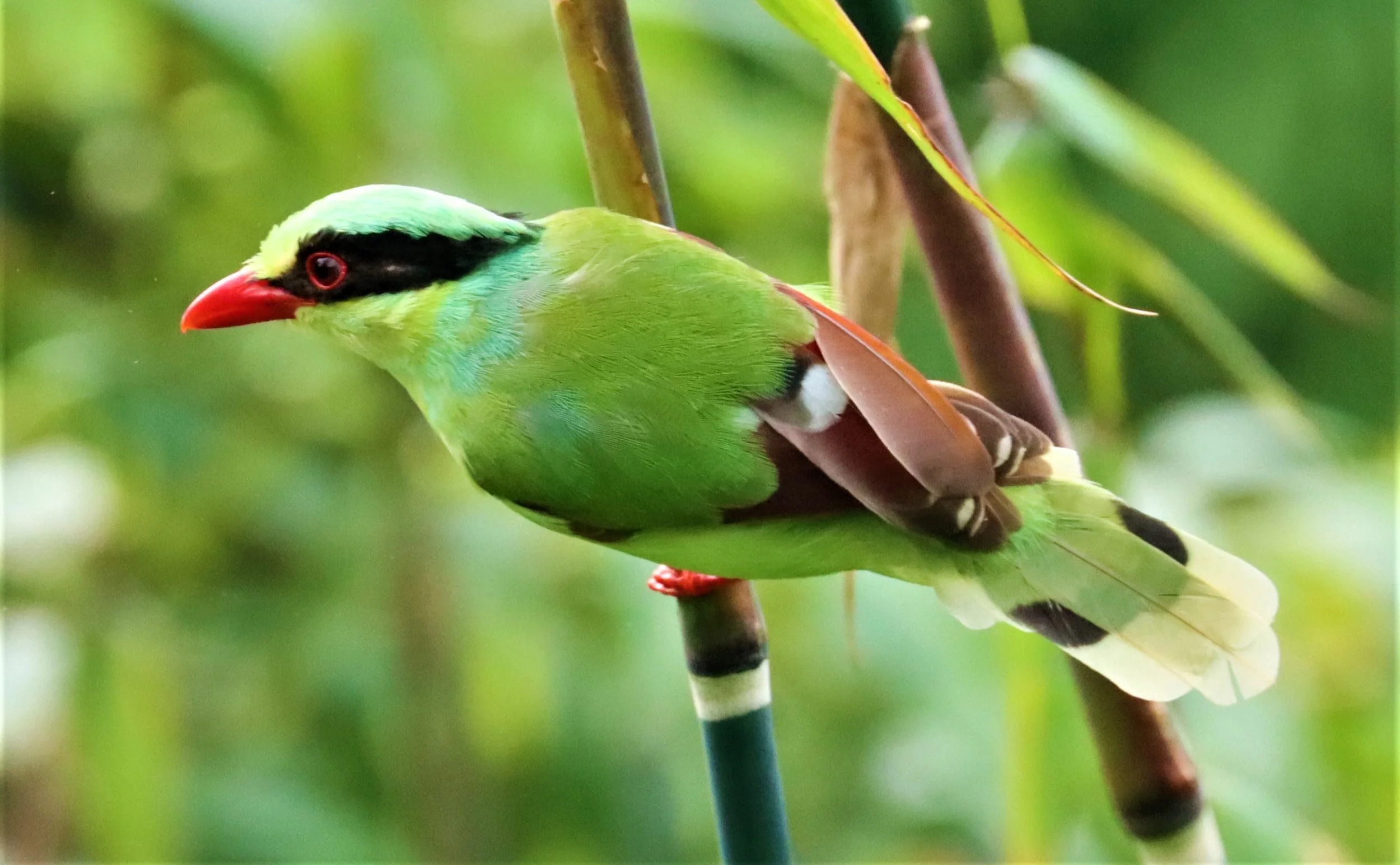 Common Green Magpie (Cissa chinensis) Thailand — Coke Smith Wildlife