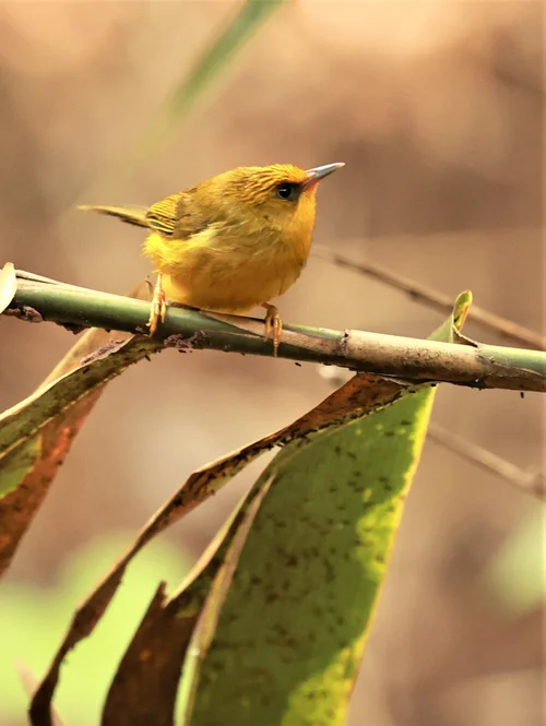 Birds of Thailand — Coke Smith Wildlife