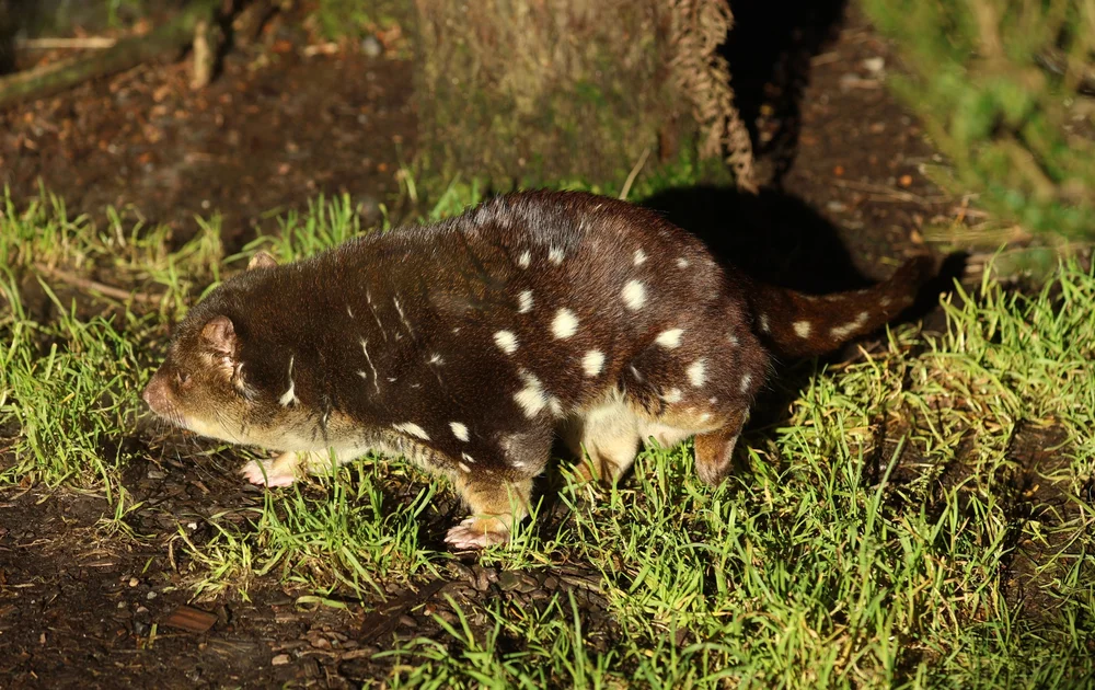 Spotted-tailed Quoll (Dasyurus maculatus) Cradle Mountain NP, Tasmania ...