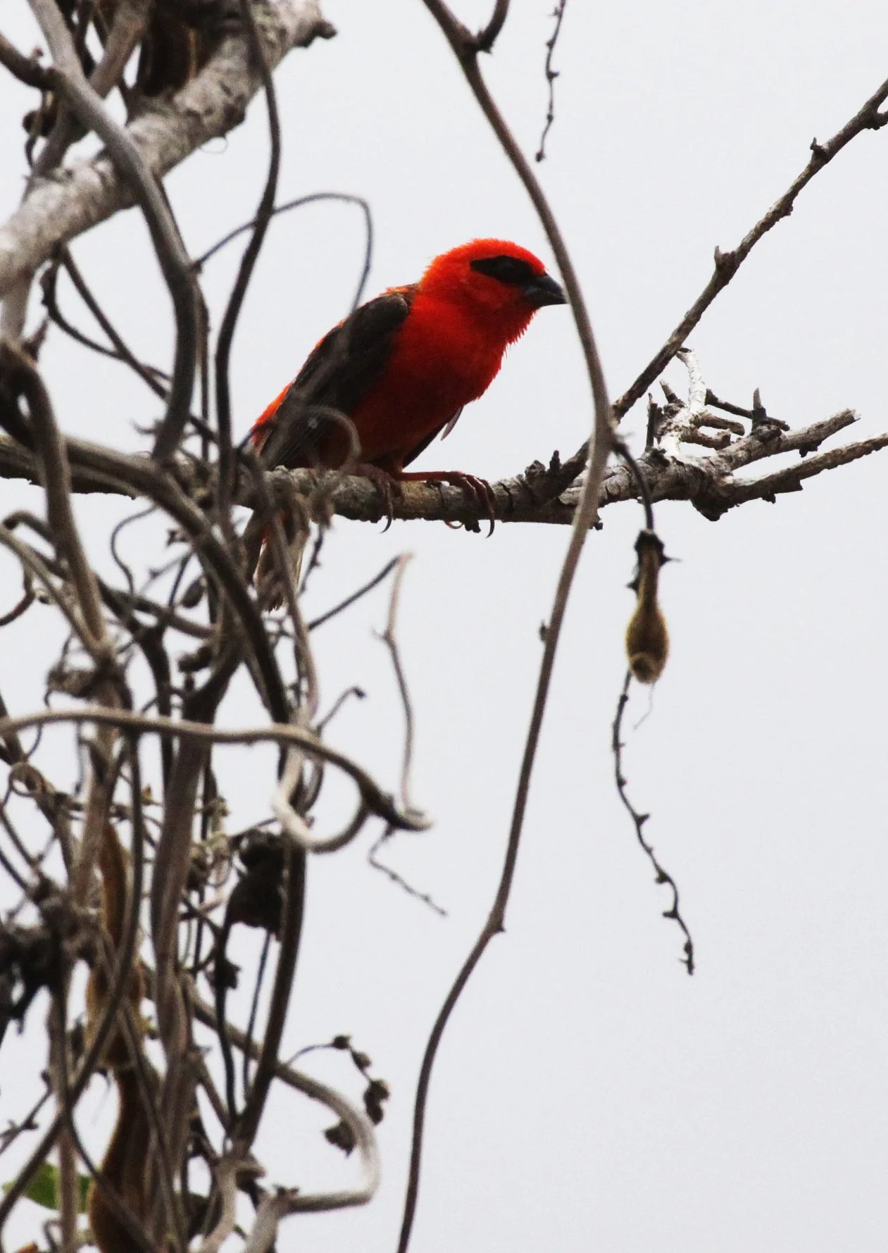 Red Fody (Foudia madagascariensis) Ankarana NP Madagascar — Coke Smith ...