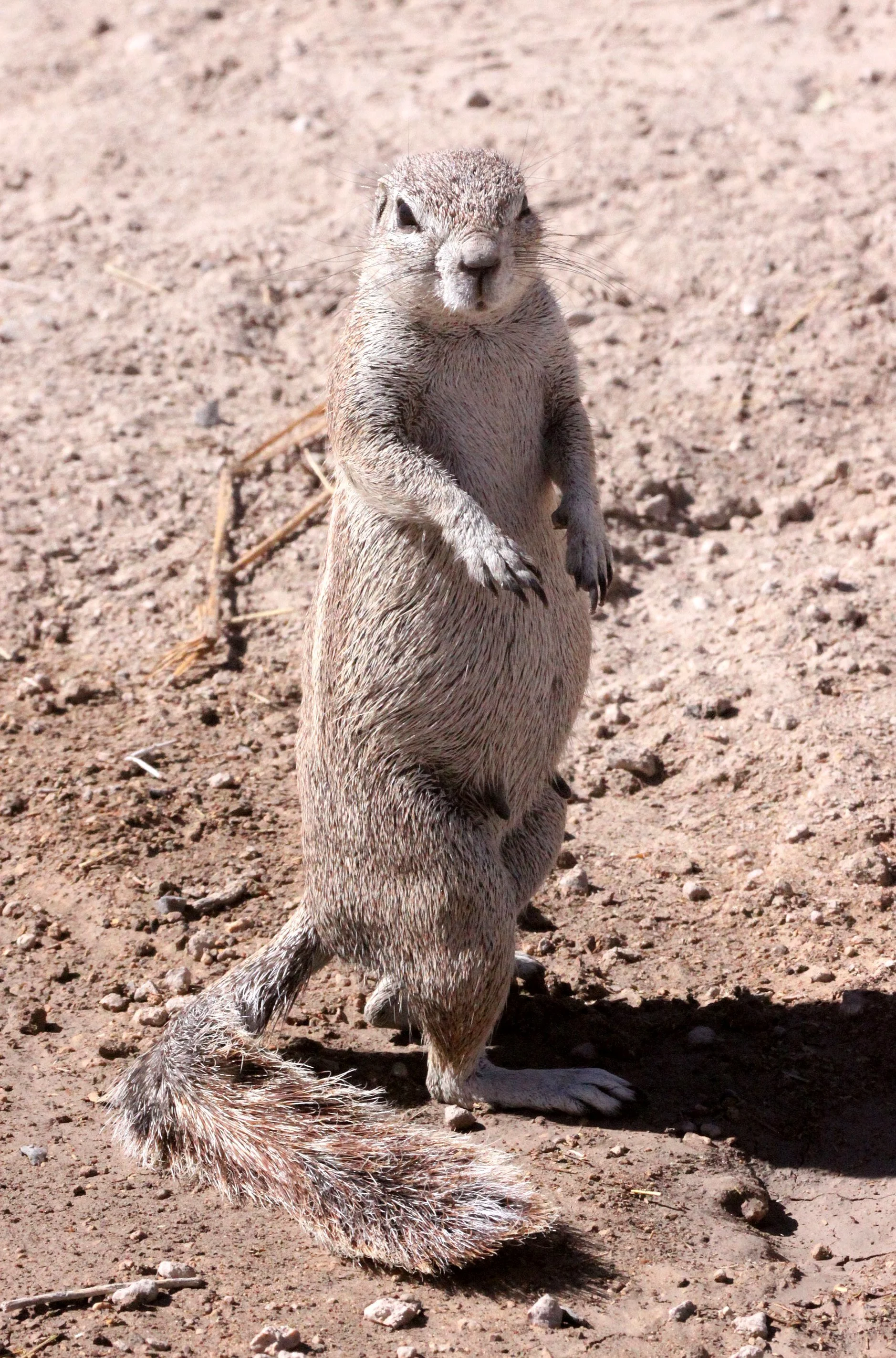 Genus Xerus, Euxerus, Geosciurus - African Ground Squirrels — Coke ...