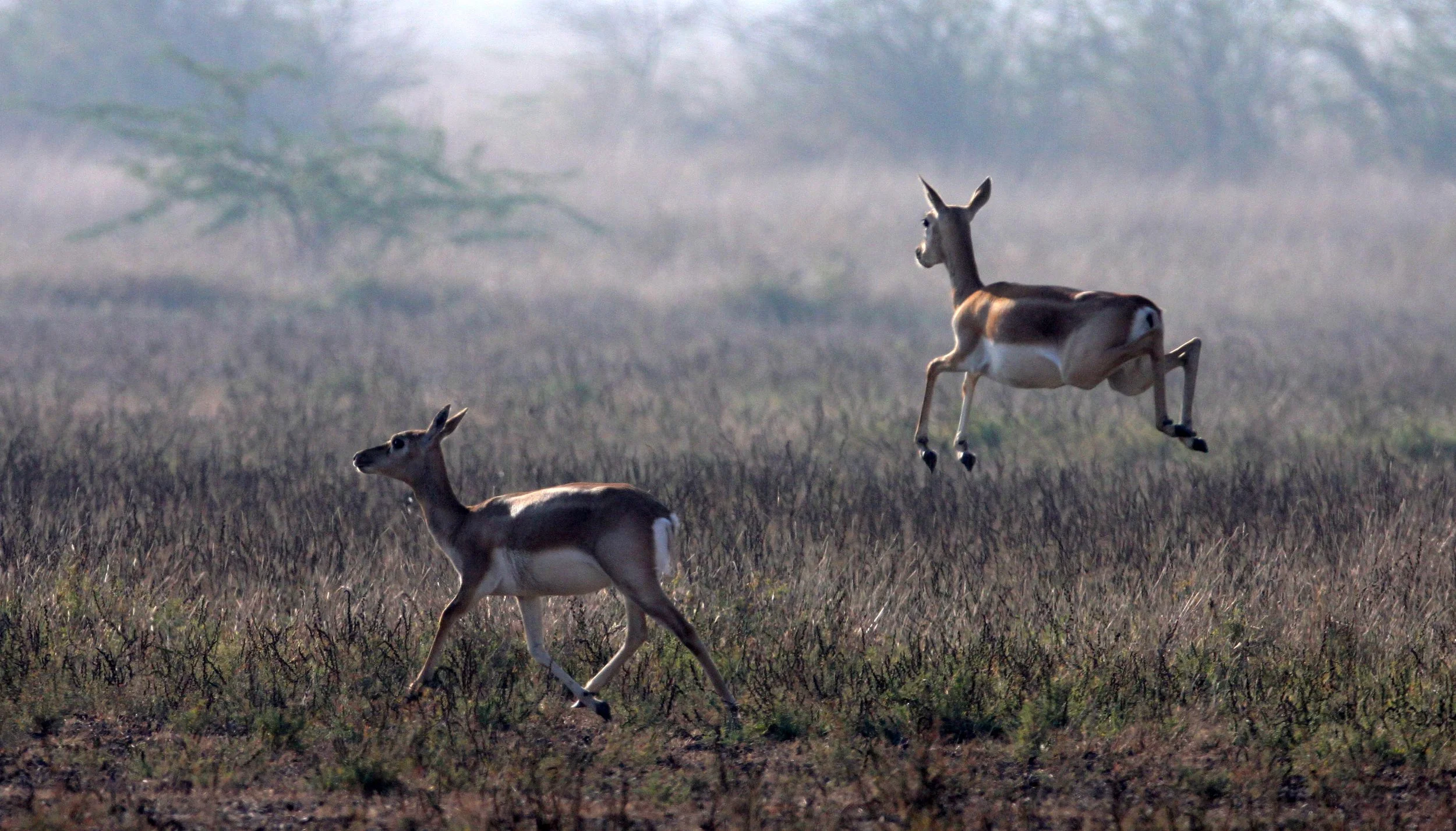 Antilope cervicapra Blackbuck — Coke Smith Wildlife