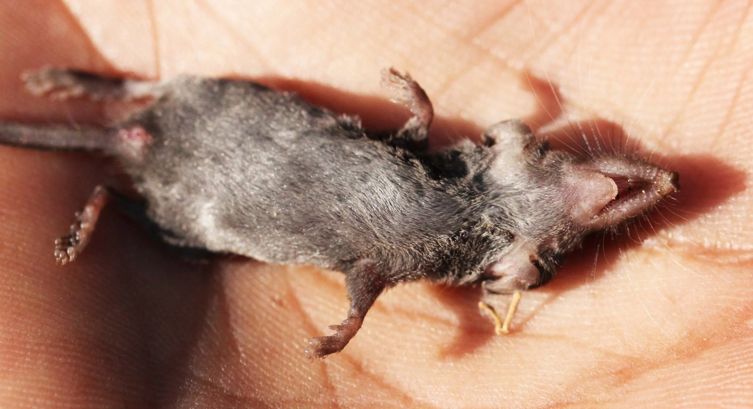 Order Eulipotyphla - Shrews & Kin — Coke Smith Wildlife