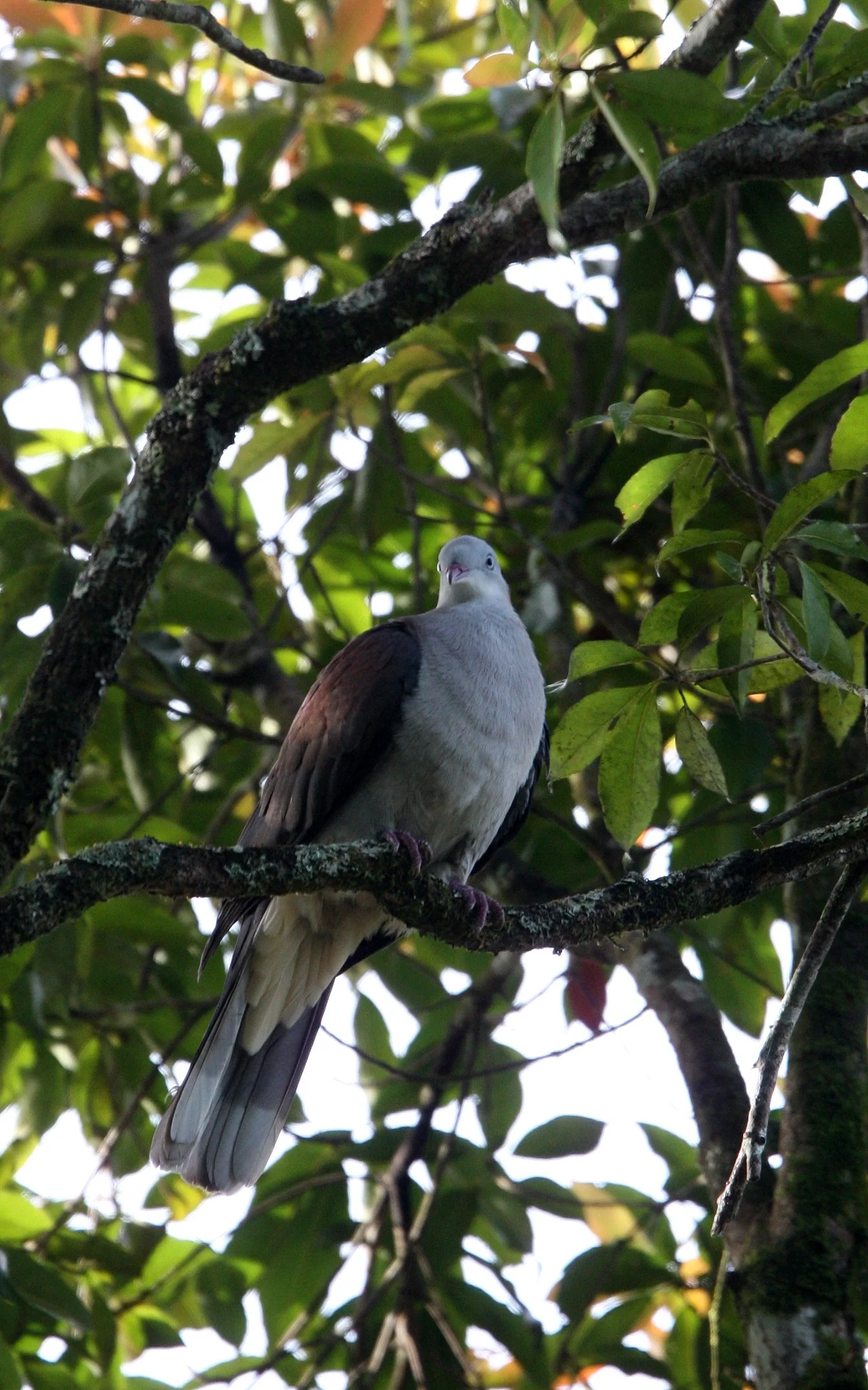 Genus Ducula Imperial Pigeons — Coke Smith Wildlife