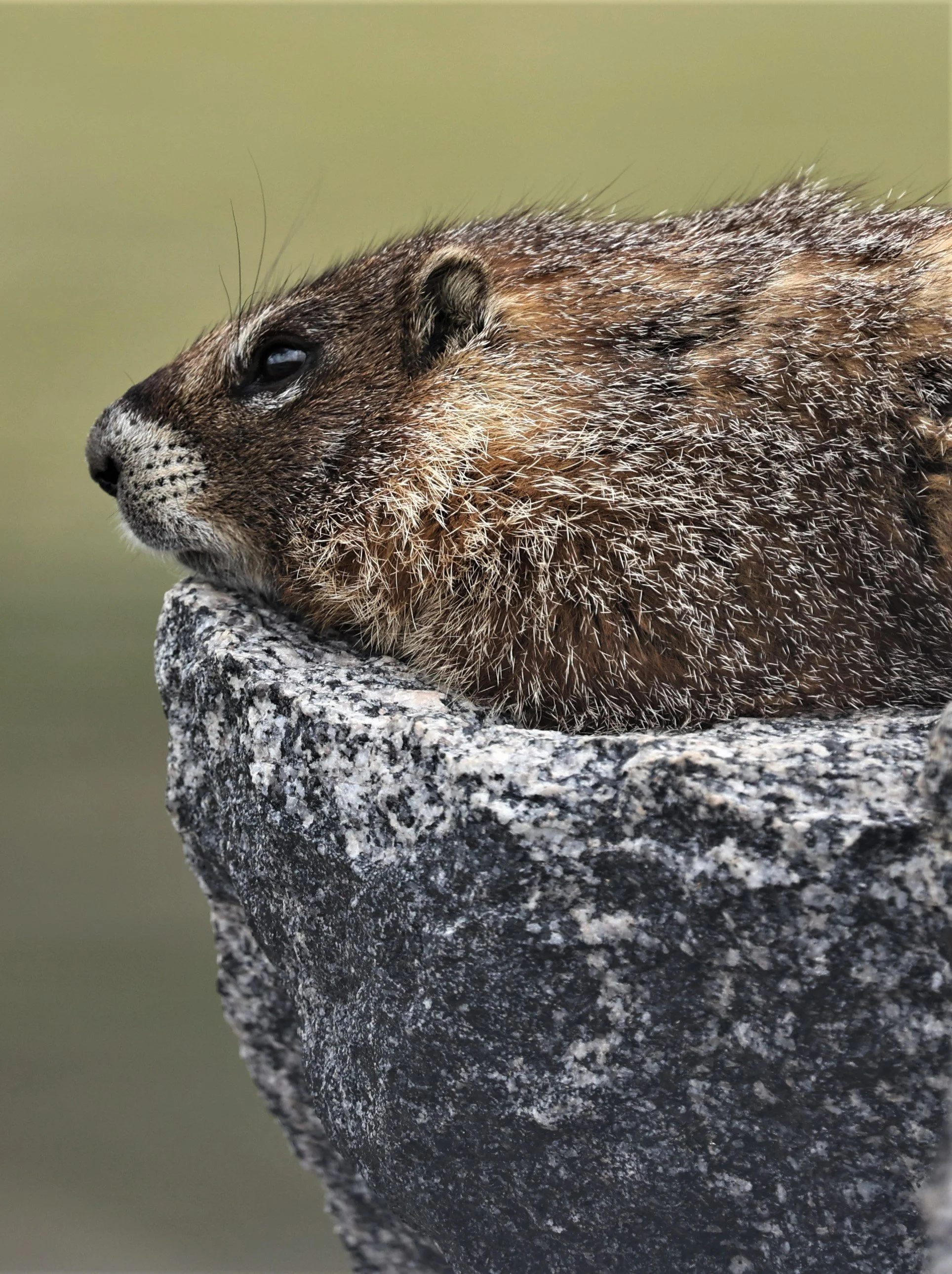Genus Marmota The Marmots — Coke Smith Wildlife