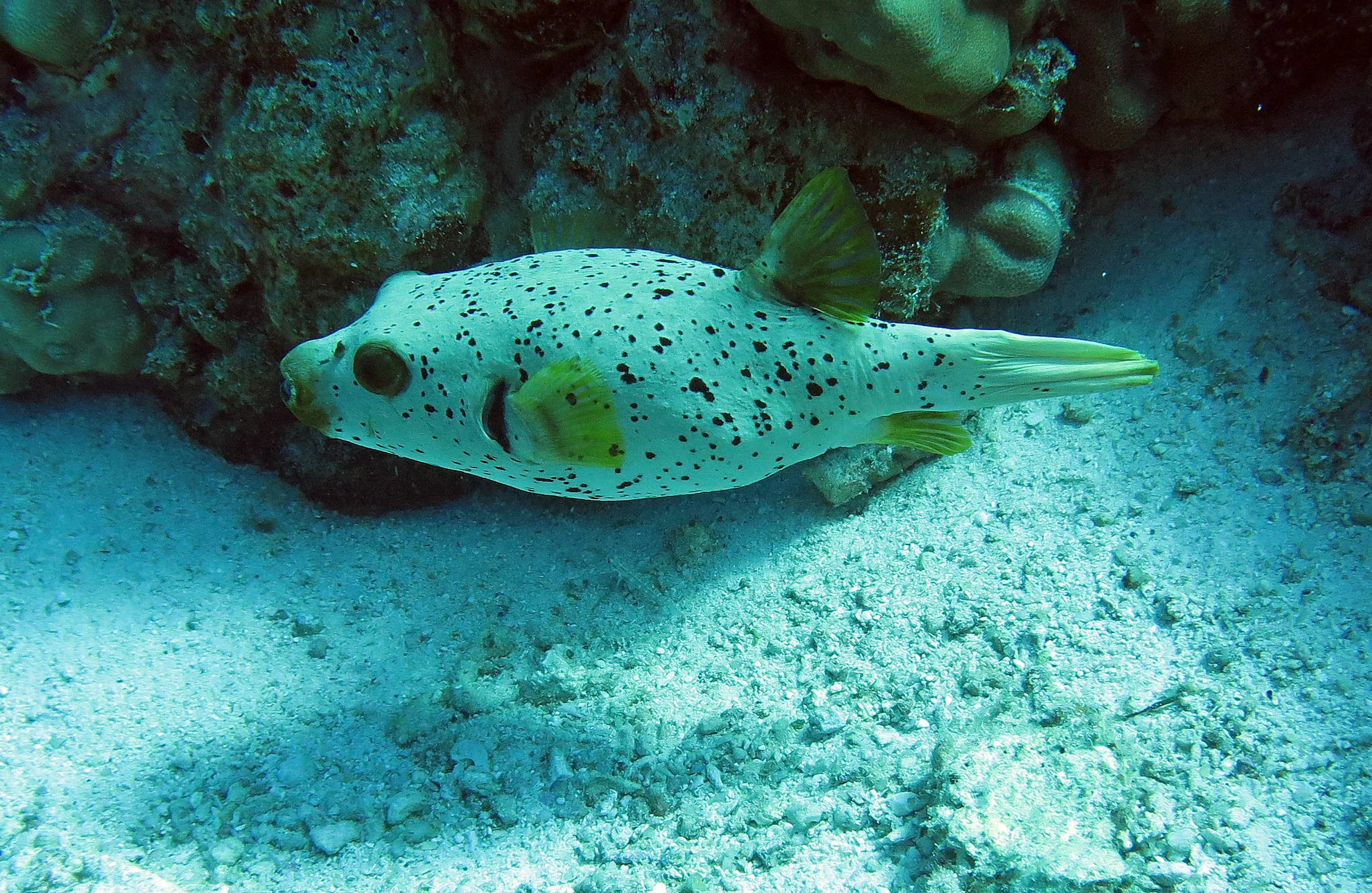 Family Diodontidae (Porcupinefish), Family Ostraciidae (Boxfish ...