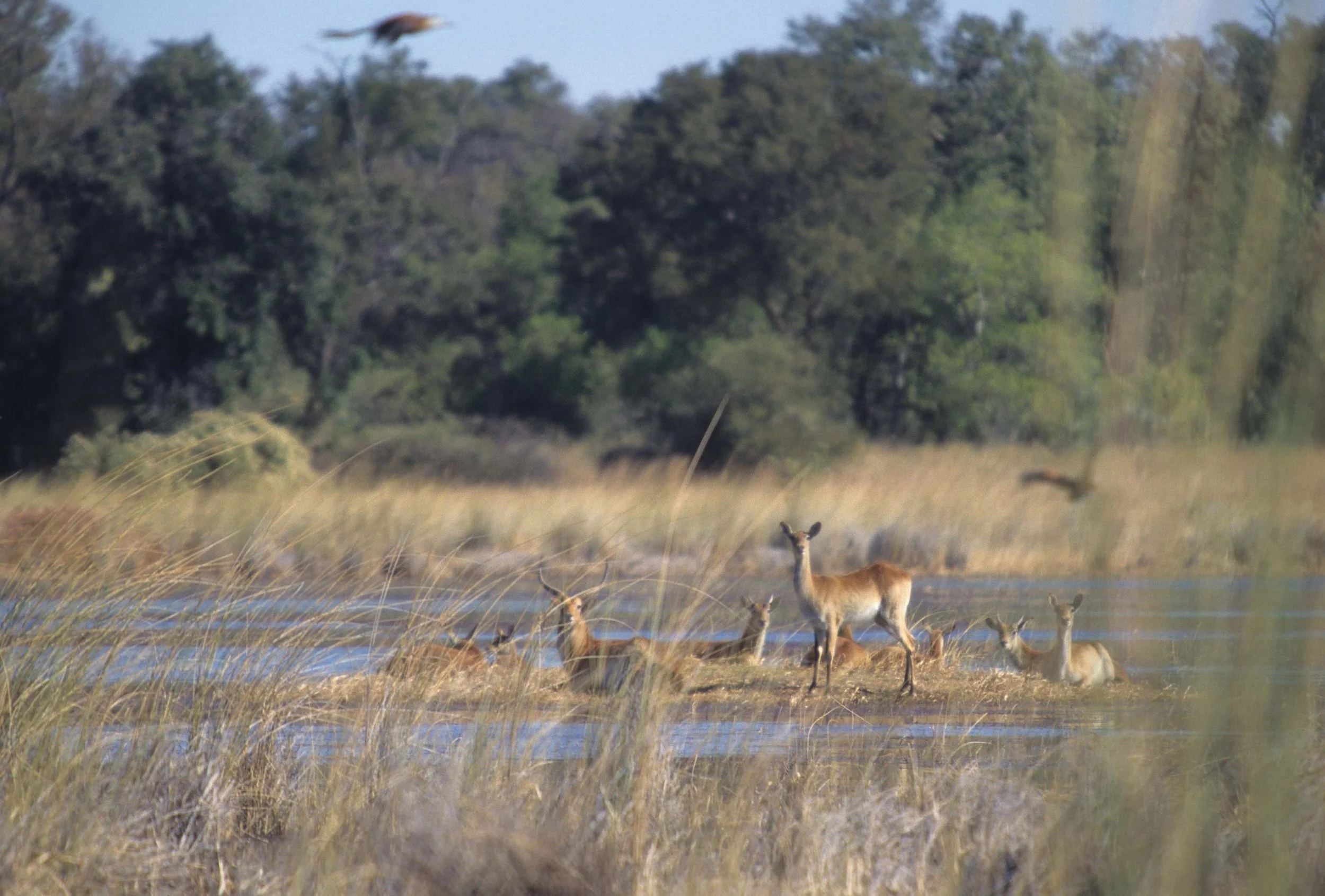 Genus Kobus the Kobs — Coke Smith Wildlife