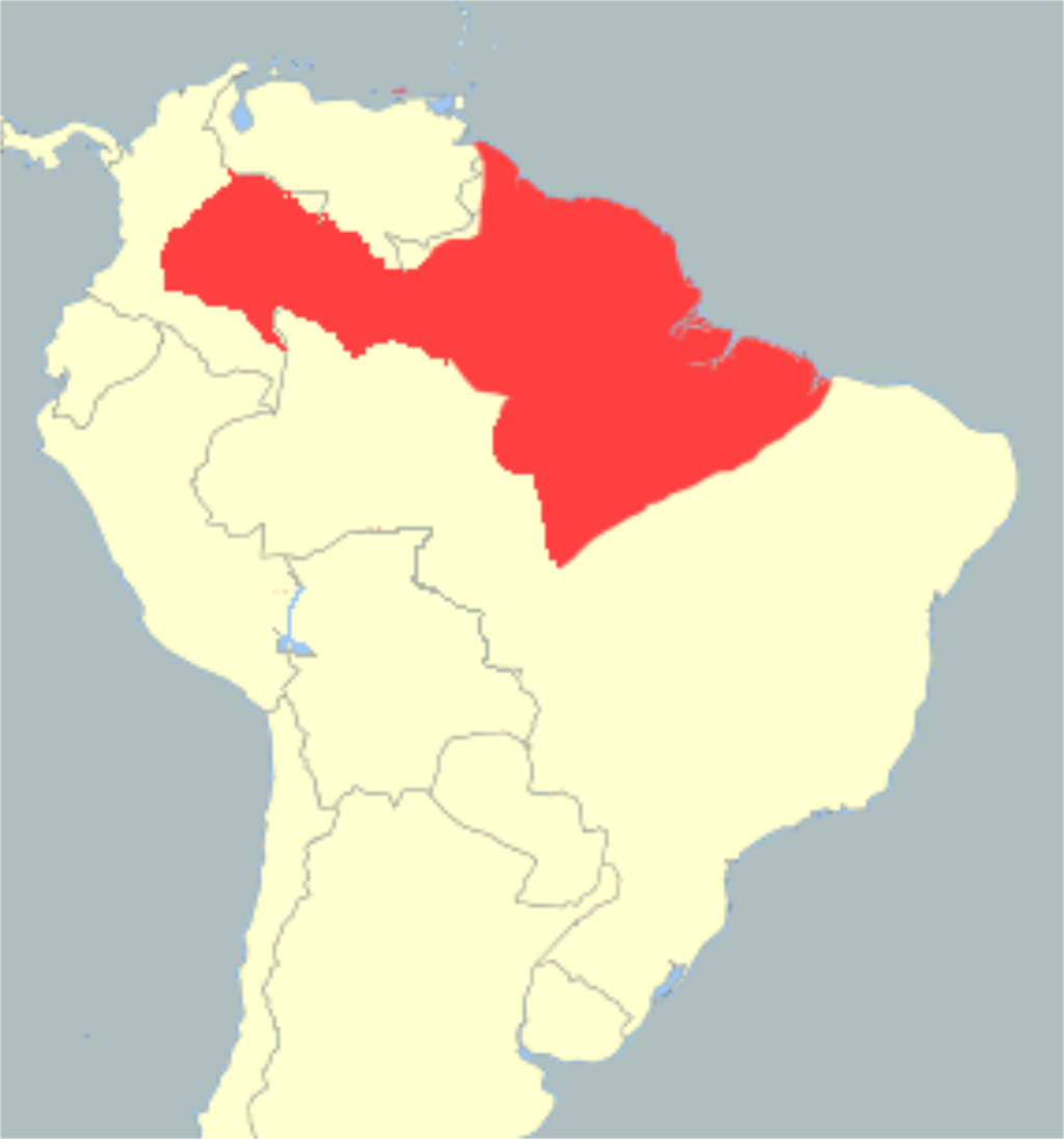 Tufted or Brown Capuchin (Sapajus apella) — Coke Smith Wildlife