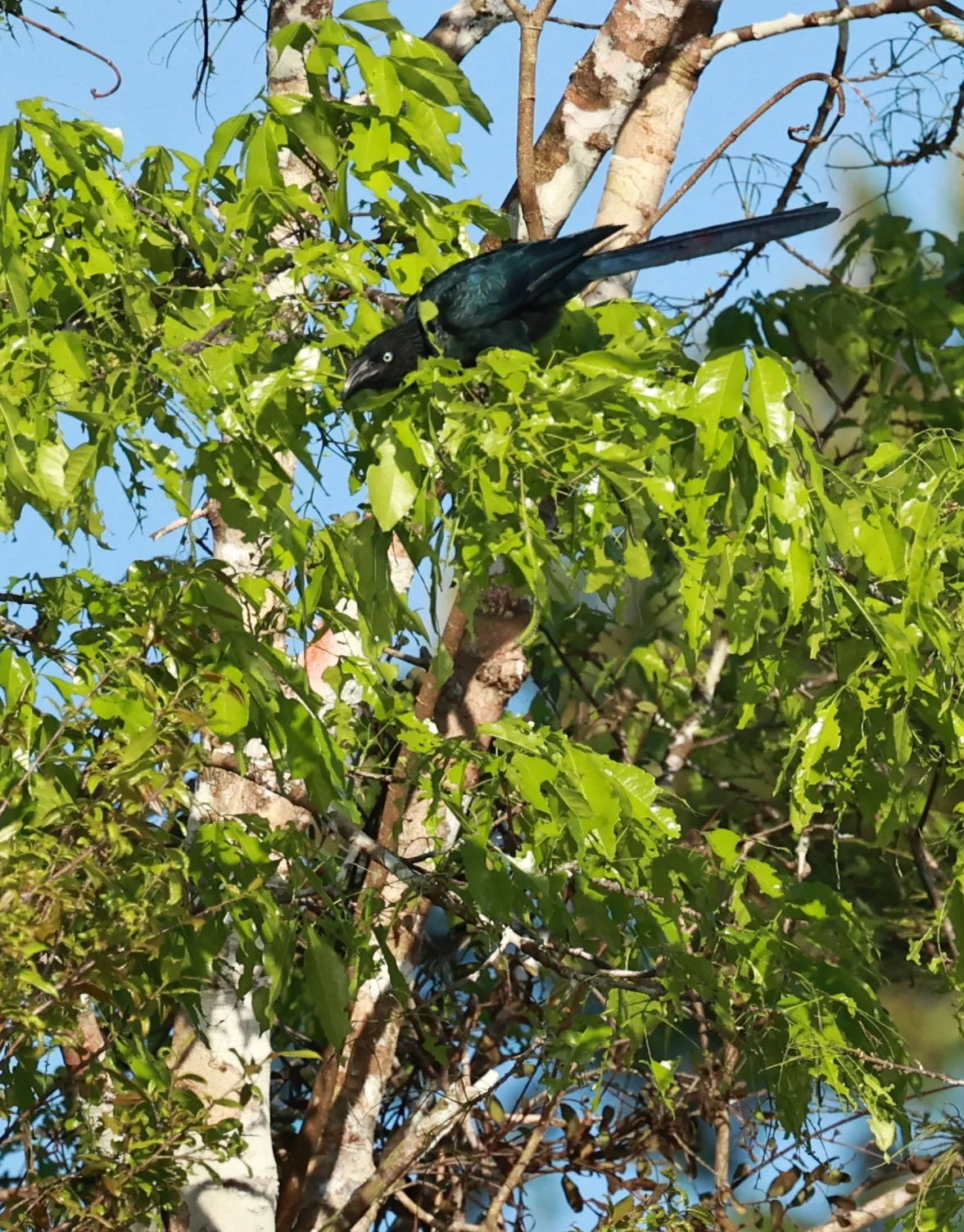 Birds of Manaus & Rio Ariau & Rio Negro, Brazil — Coke Smith Wildlife