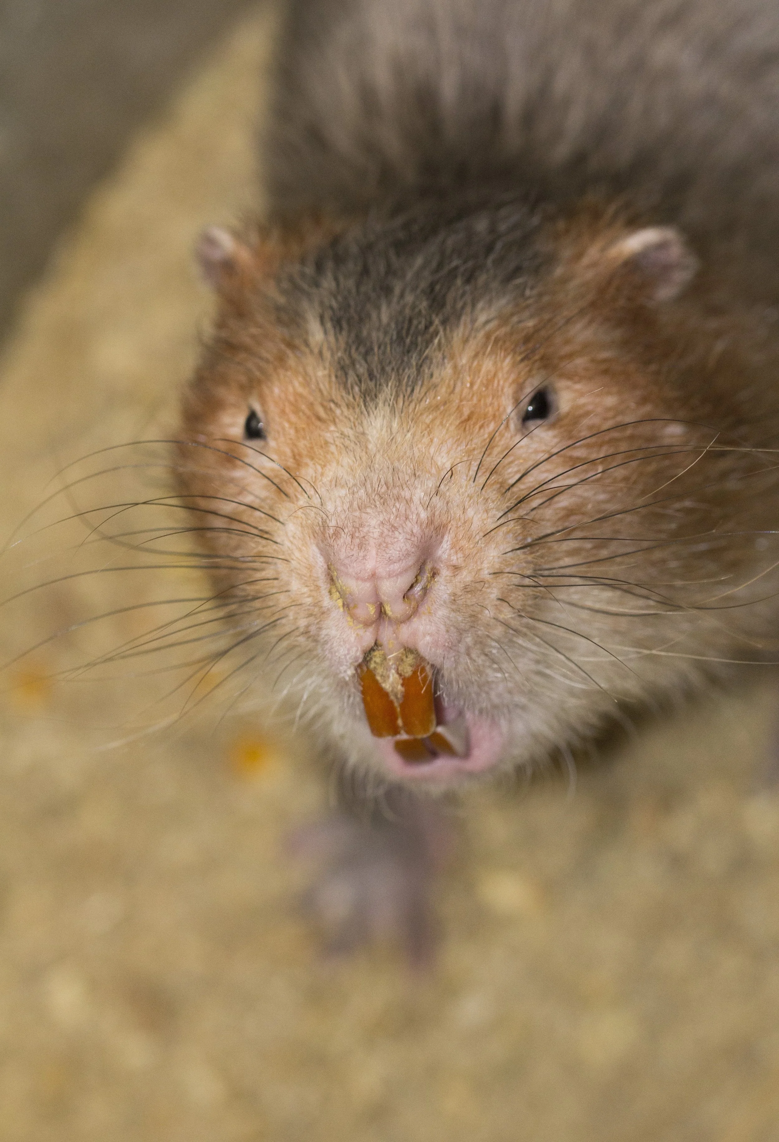 Genus Rhizomys - Bamboo Rats — Coke Smith Wildlife