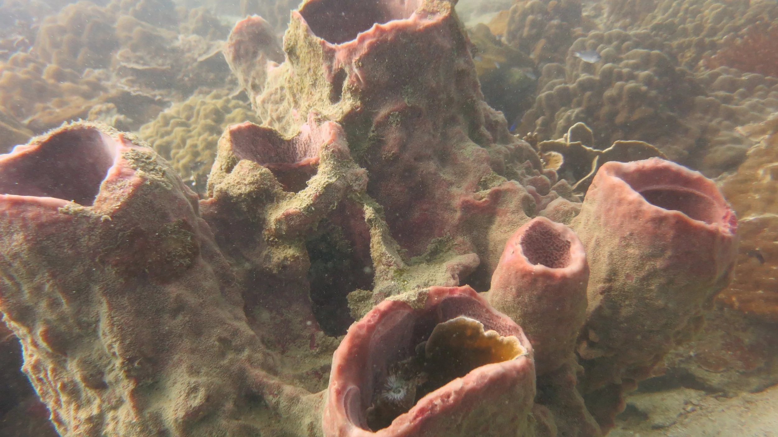 Phylum Porifera - Sponges — Coke Smith Wildlife