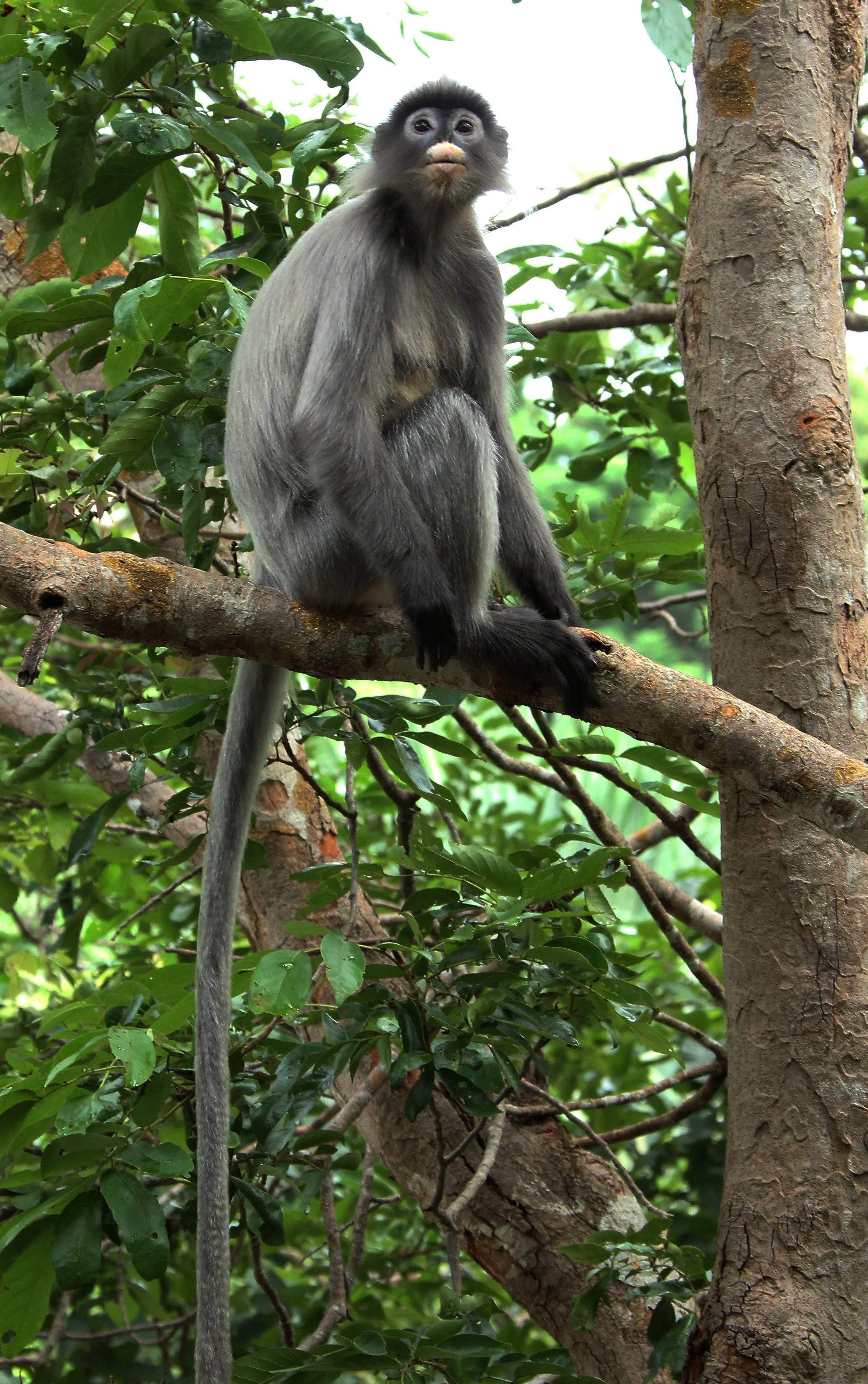Trachypithecus crepusculus Indochinese Gray Langur — Coke Smith Wildlife